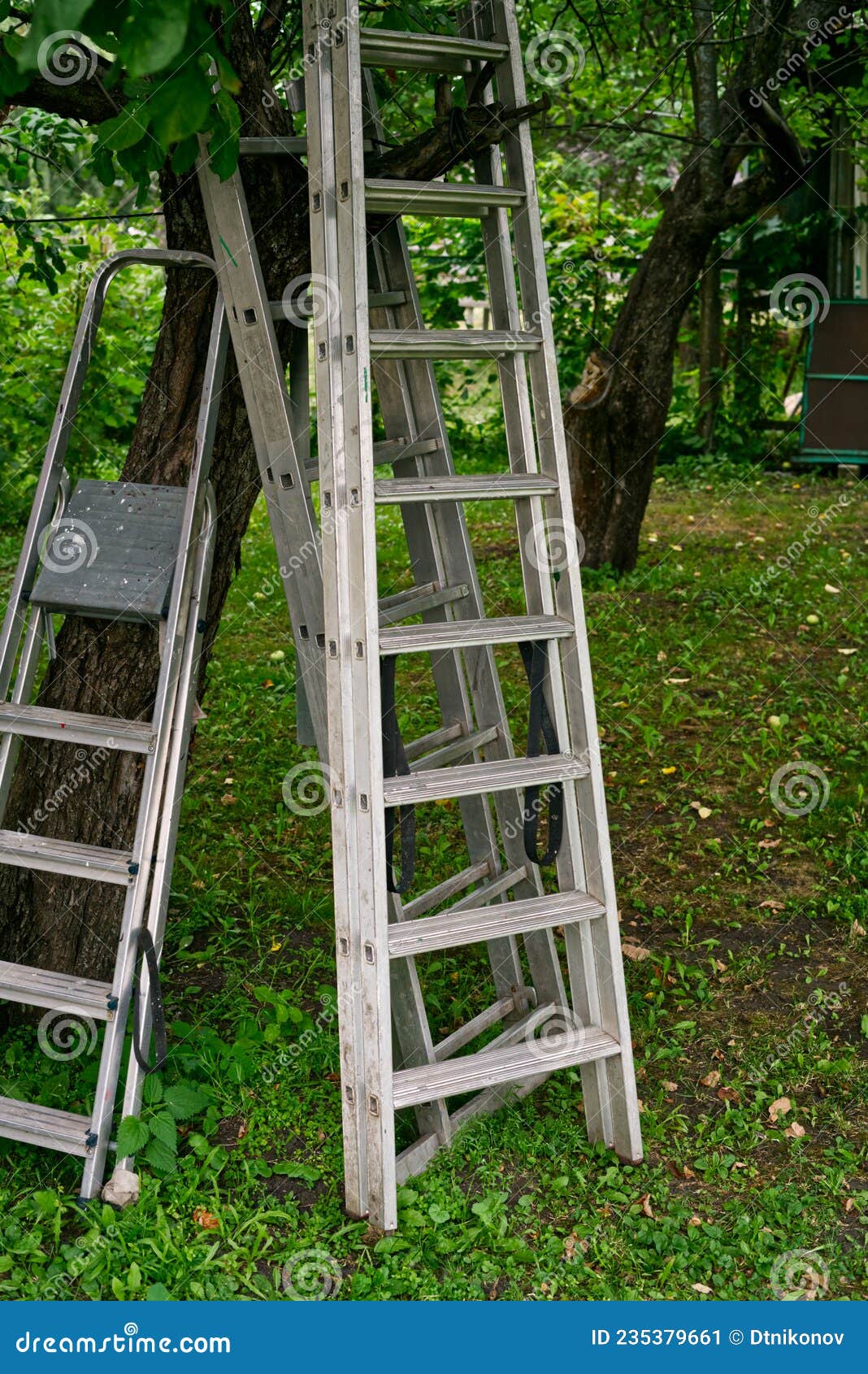 Several Metal Construction Ladders are Leaning Against a Tree and There ...