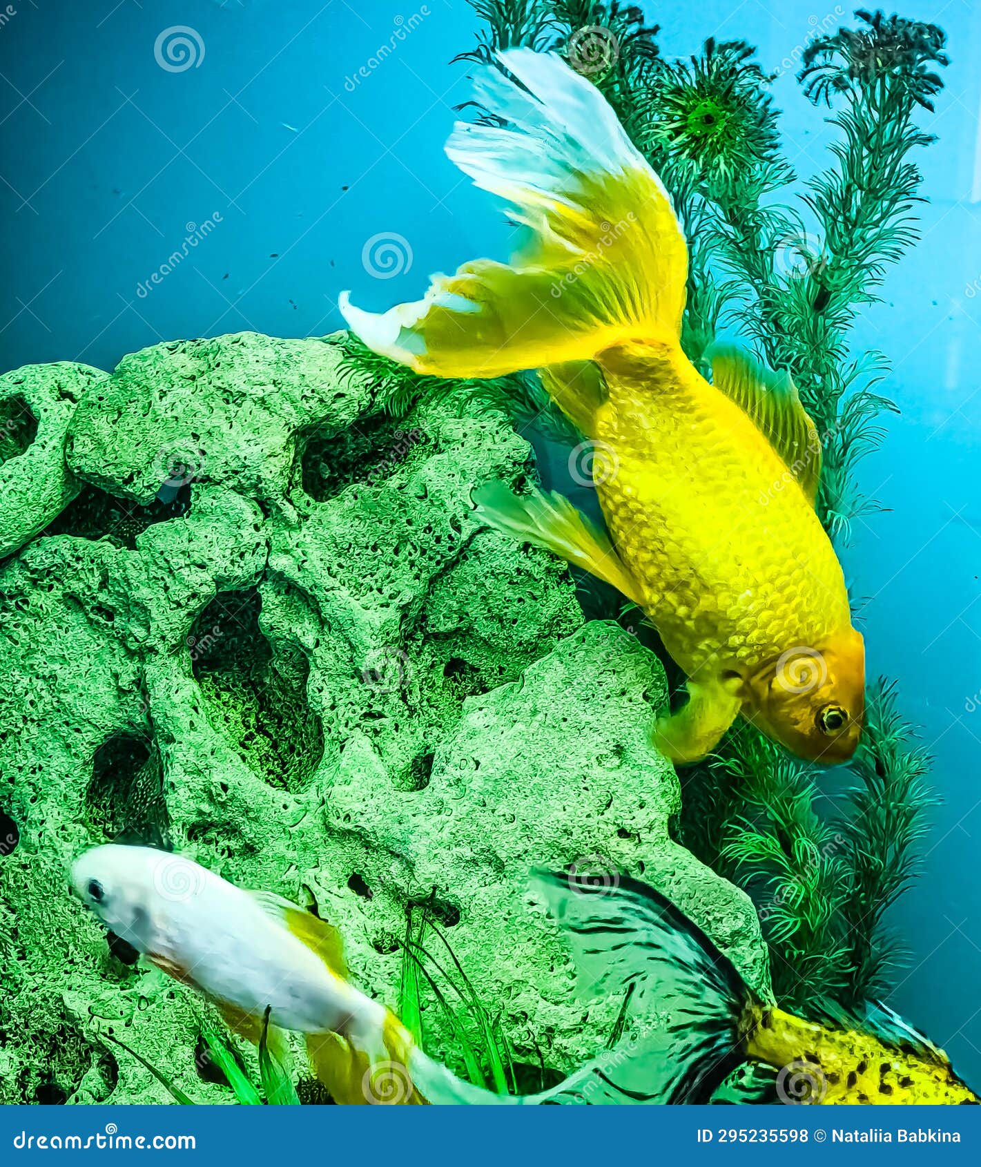Several Multi-colored Bright Fish Swim in the Aquarium. Aquarium with ...