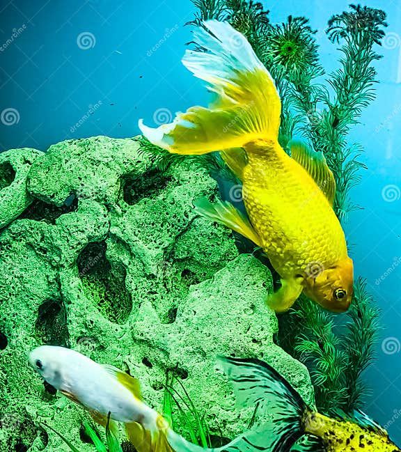 Several Multi-colored Bright Fish Swim in the Aquarium. Aquarium with ...