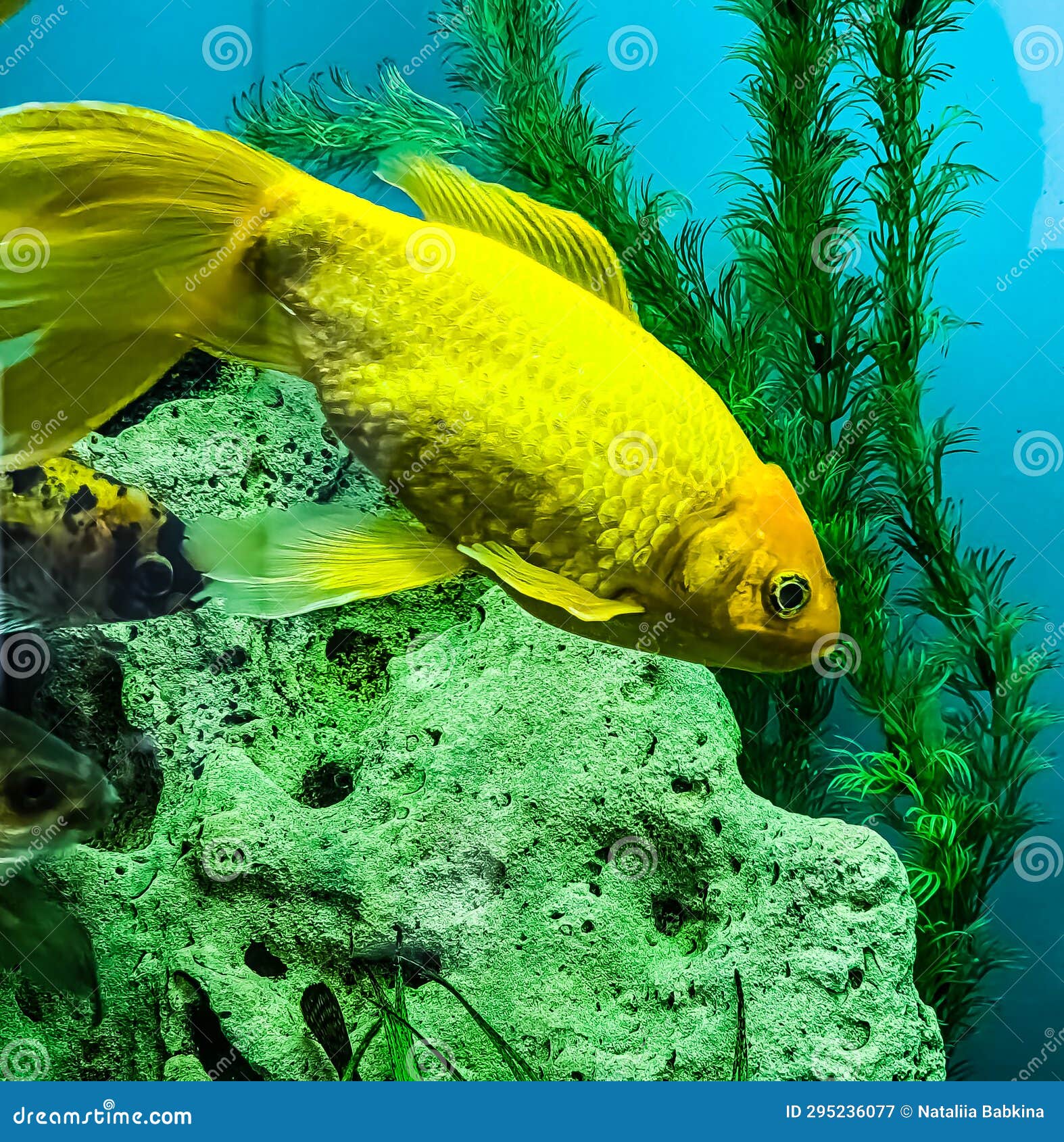Several Multi-colored Bright Fish Swim in the Aquarium. Aquarium with ...