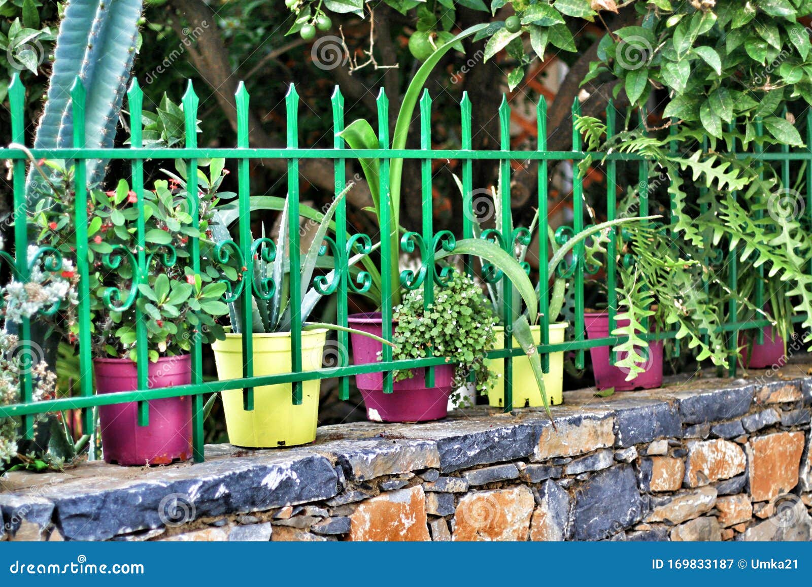 Several Multi-colored Flower Pots with Plants Stand in a Row Behind ...