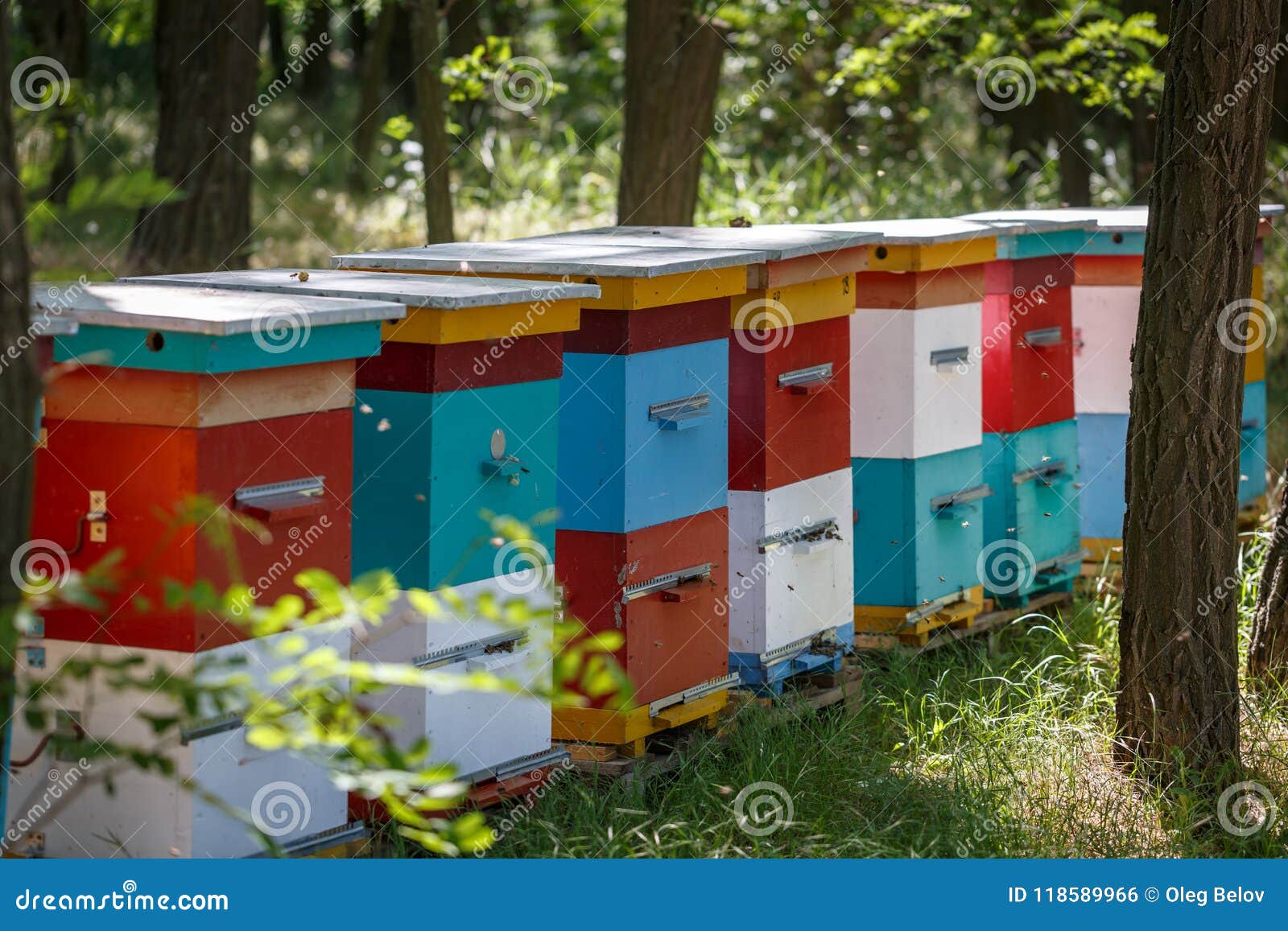 Several Multi-colored Hives Stand in the Forest on a Sunny Spring Day ...