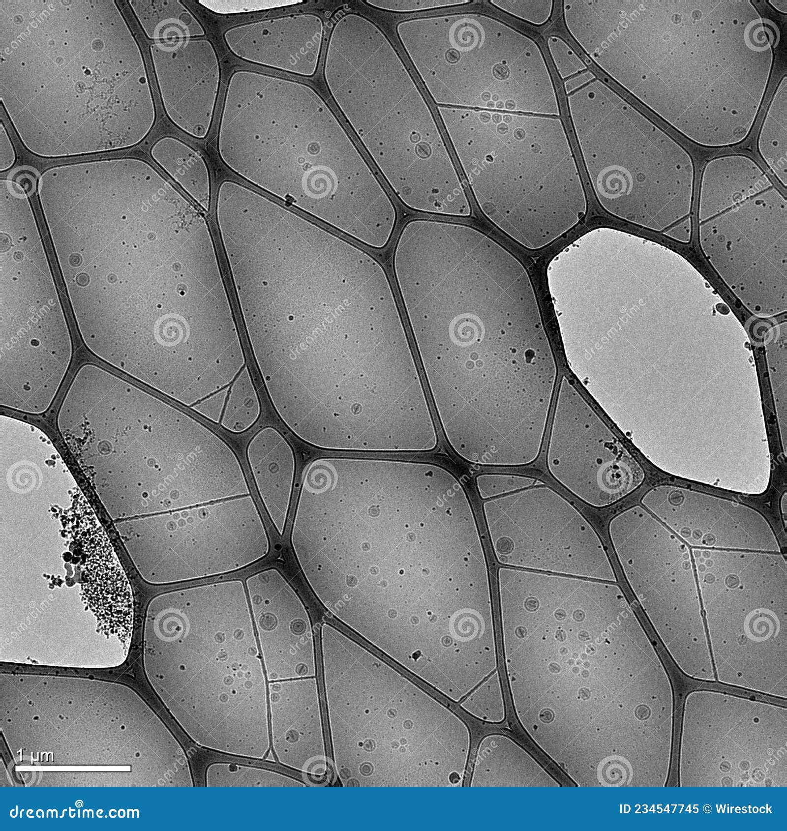 Several Nanoparticles Made of Lipids (liposomes) Stock Image - Image of ...