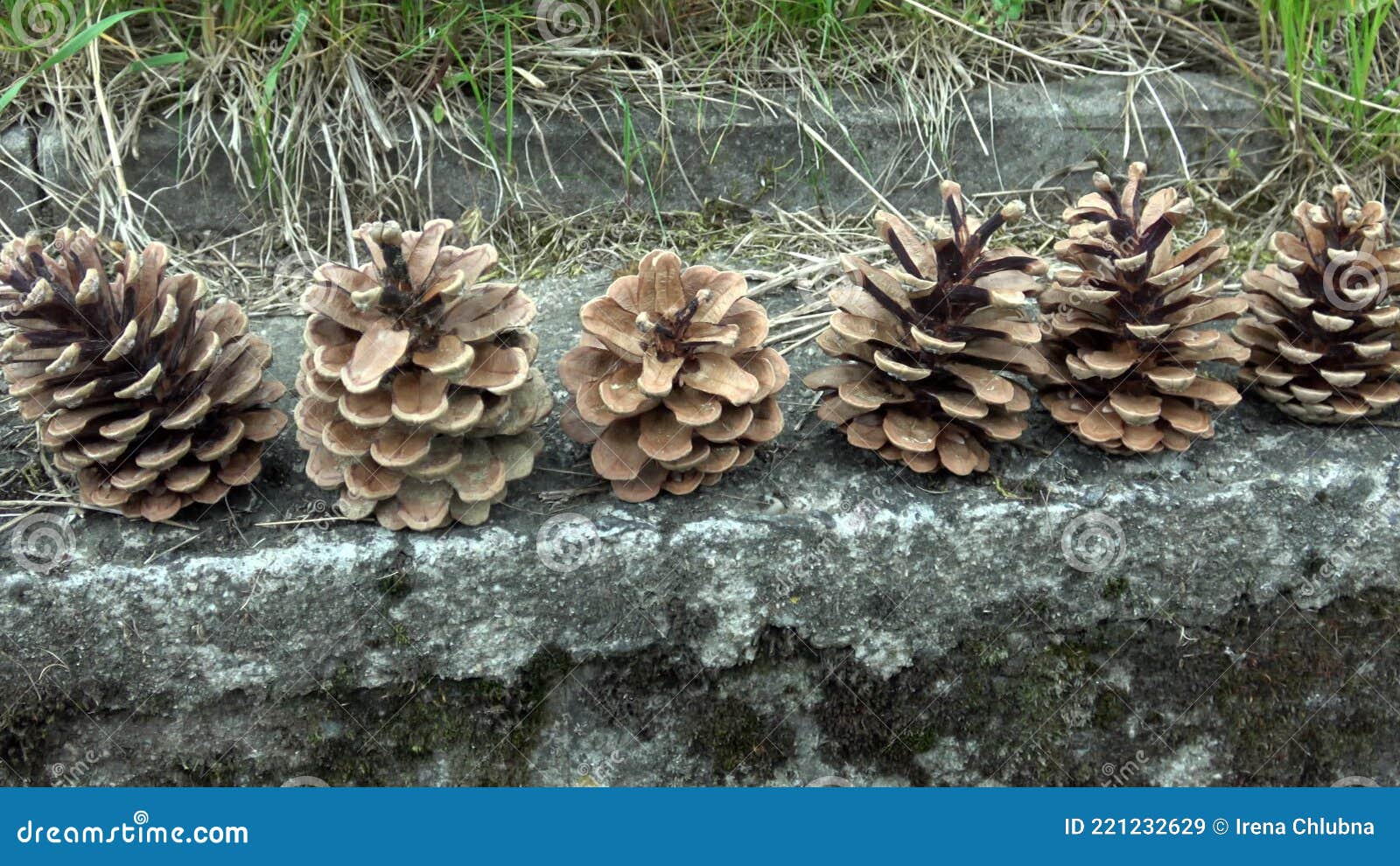Several Open Pine Cones Stand in a Row on a Wall Stock Video - Video of ...