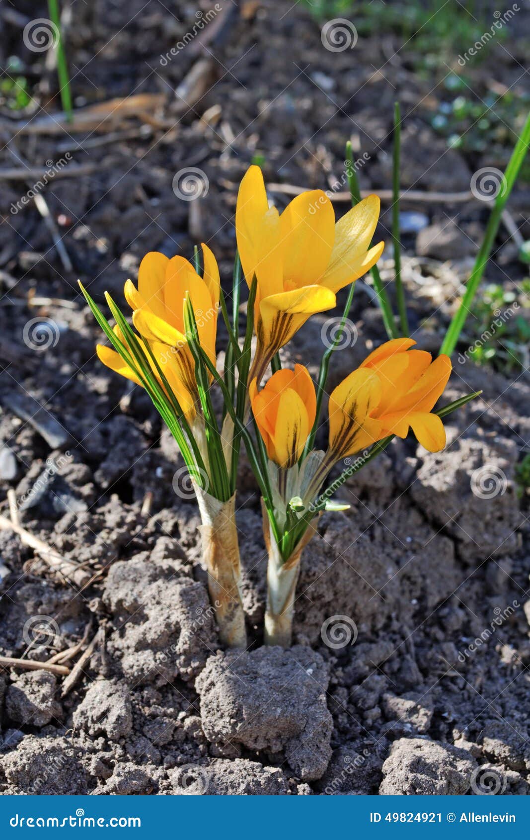Several Orange Crocuses in Garden Stock Image - Image of blossom ...