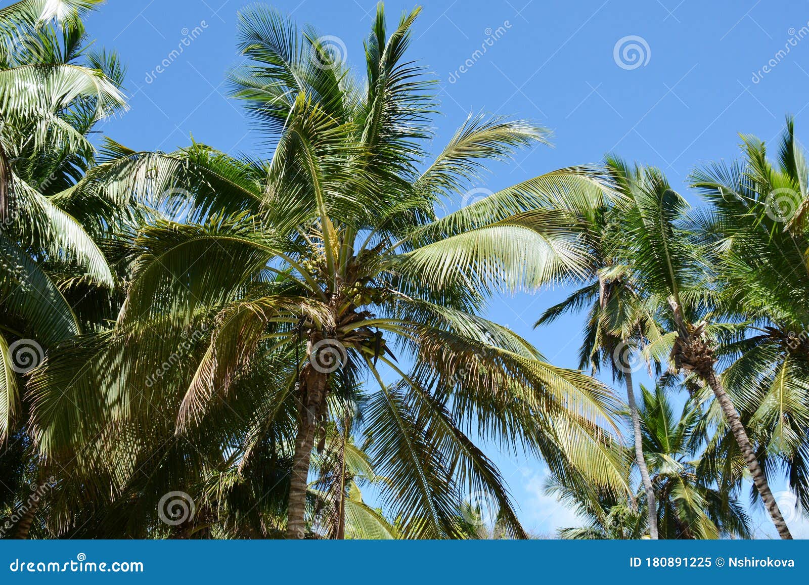Several P[alm Trees and Coconuts on Blue Sky Background Stock Image ...