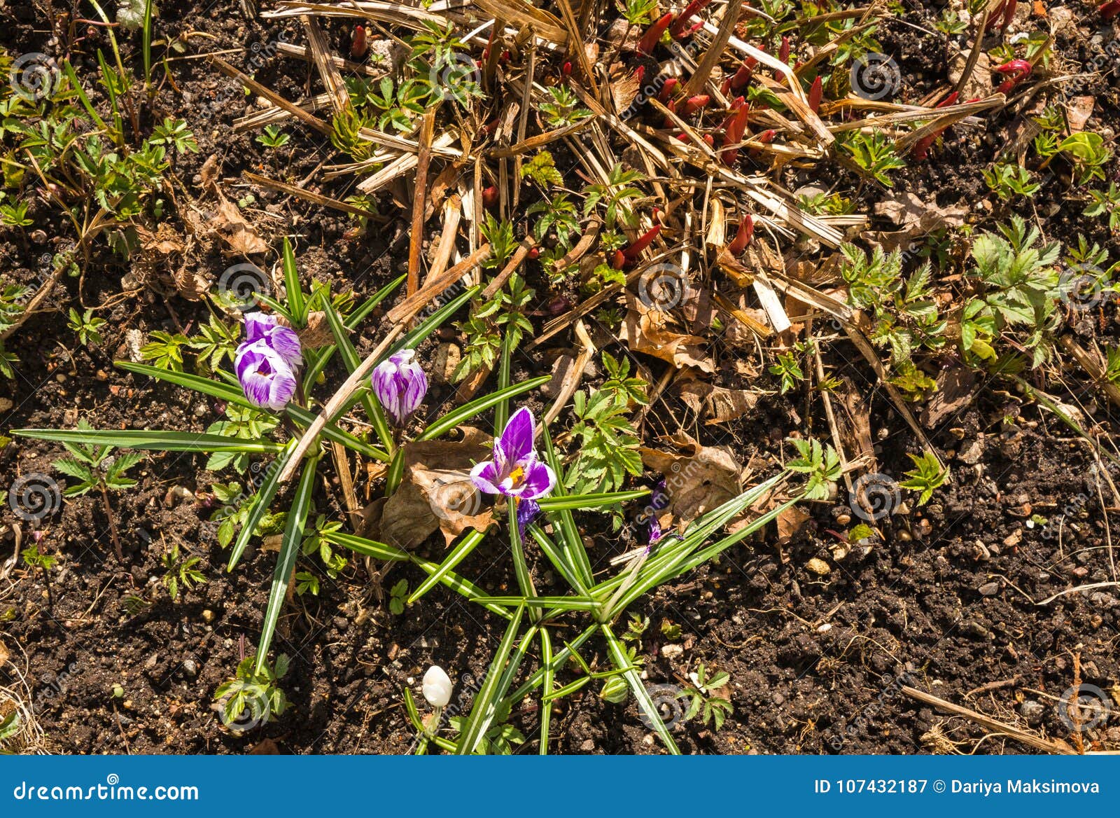 Several Partially Opened Crocuses Growing from Black Soil in Springtime ...
