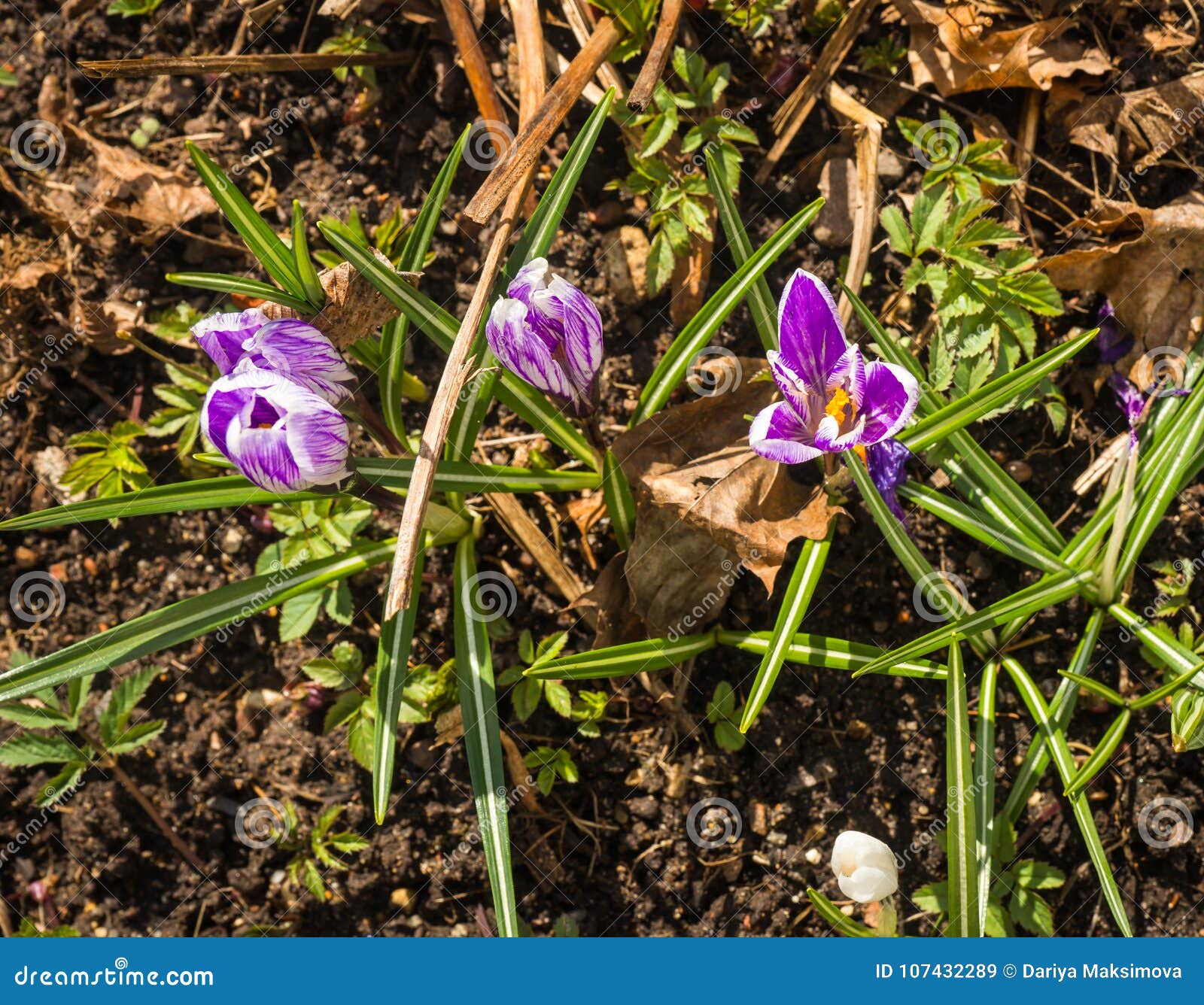 Several Partially Opened Crocuses Growing from Black Soil in Springtime ...