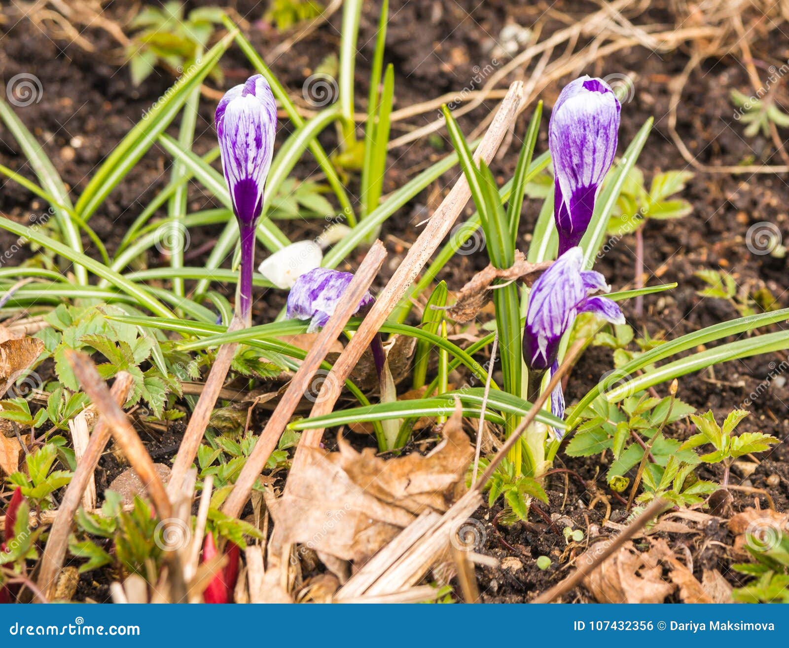 Several Partially Opened Crocuses Growing from Black Soil in Springtime ...