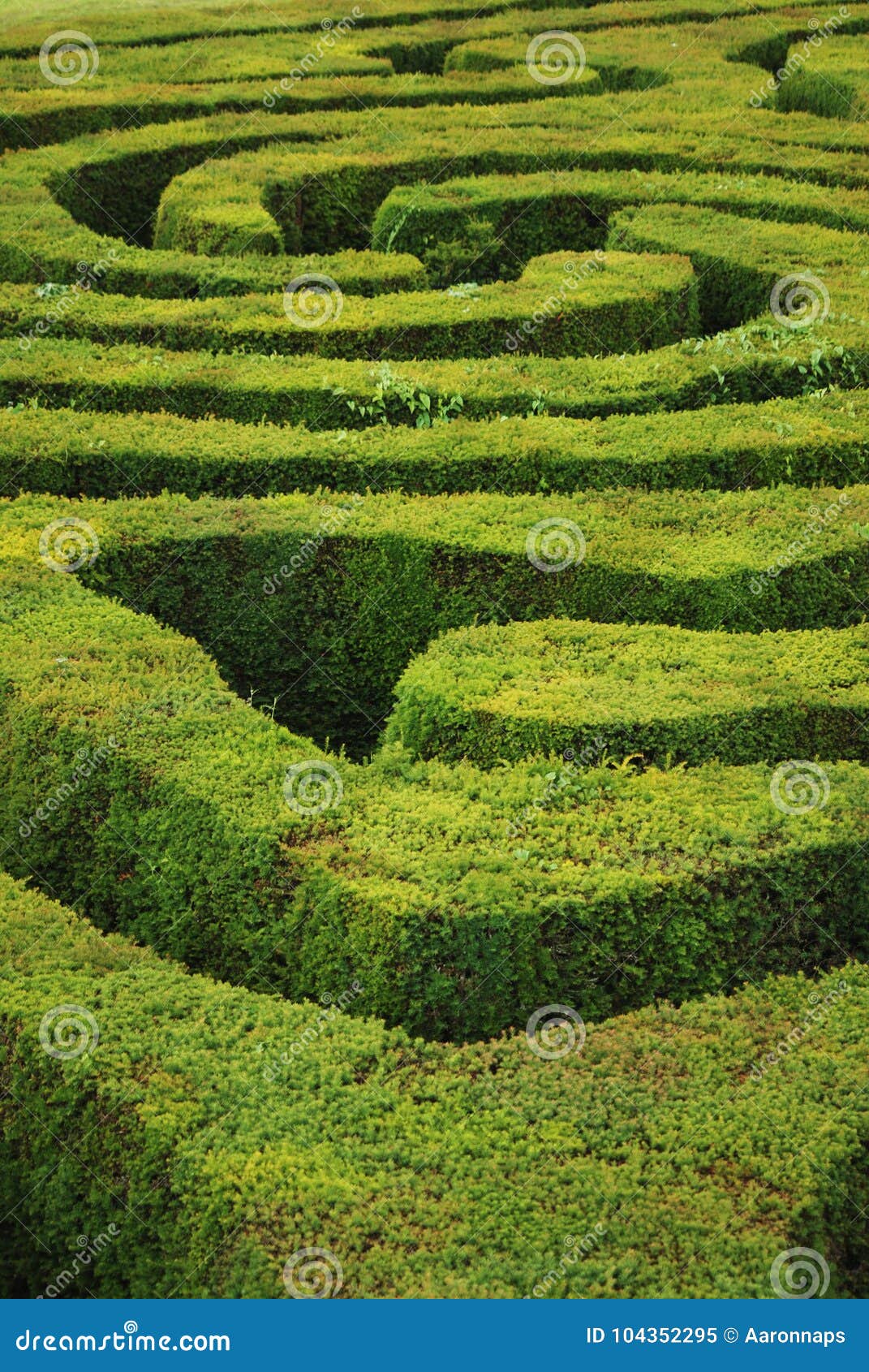 A Spiral Confusing Hedgerow Spiral Maze Stock Image - Image of trapped ...