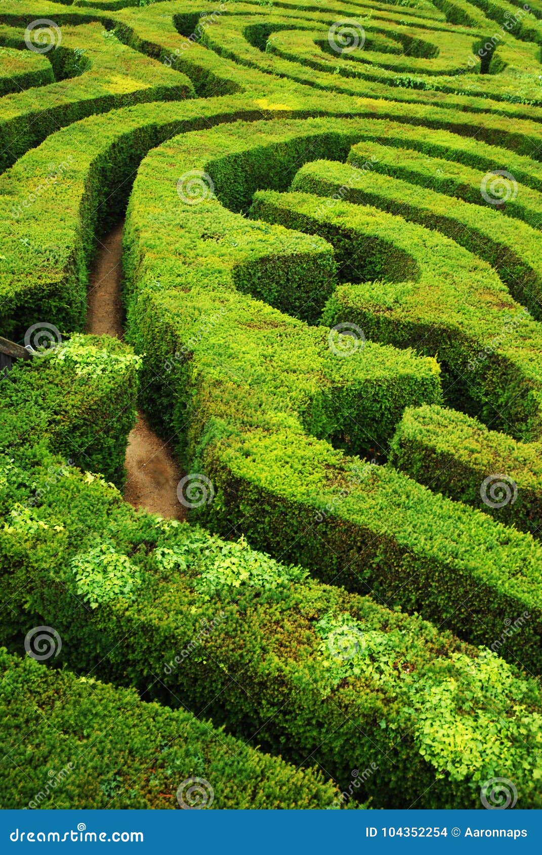 A Spiral Confusing Hedgerow Spiral Maze Stock Photo - Image of puzzled ...
