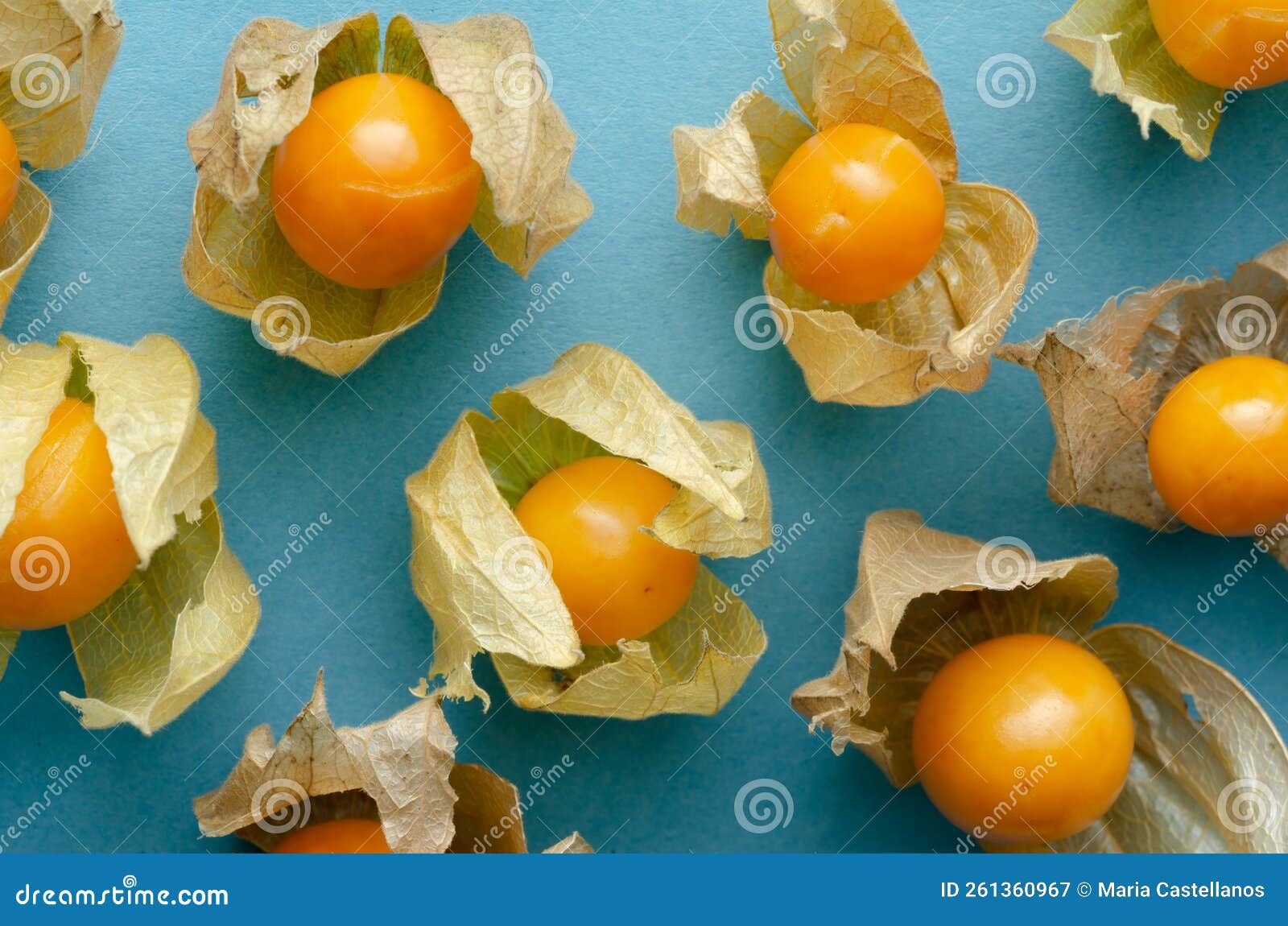 Several Physalis Fruits with Open Shell Scattered on Blue Background ...