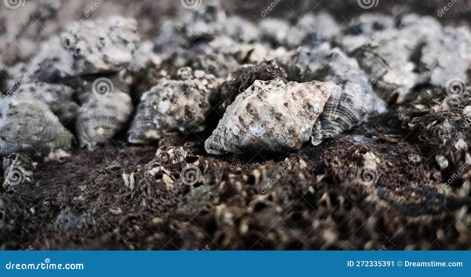 Several Piles of Shells on the Rock Stock Image - Image of tree, piles ...