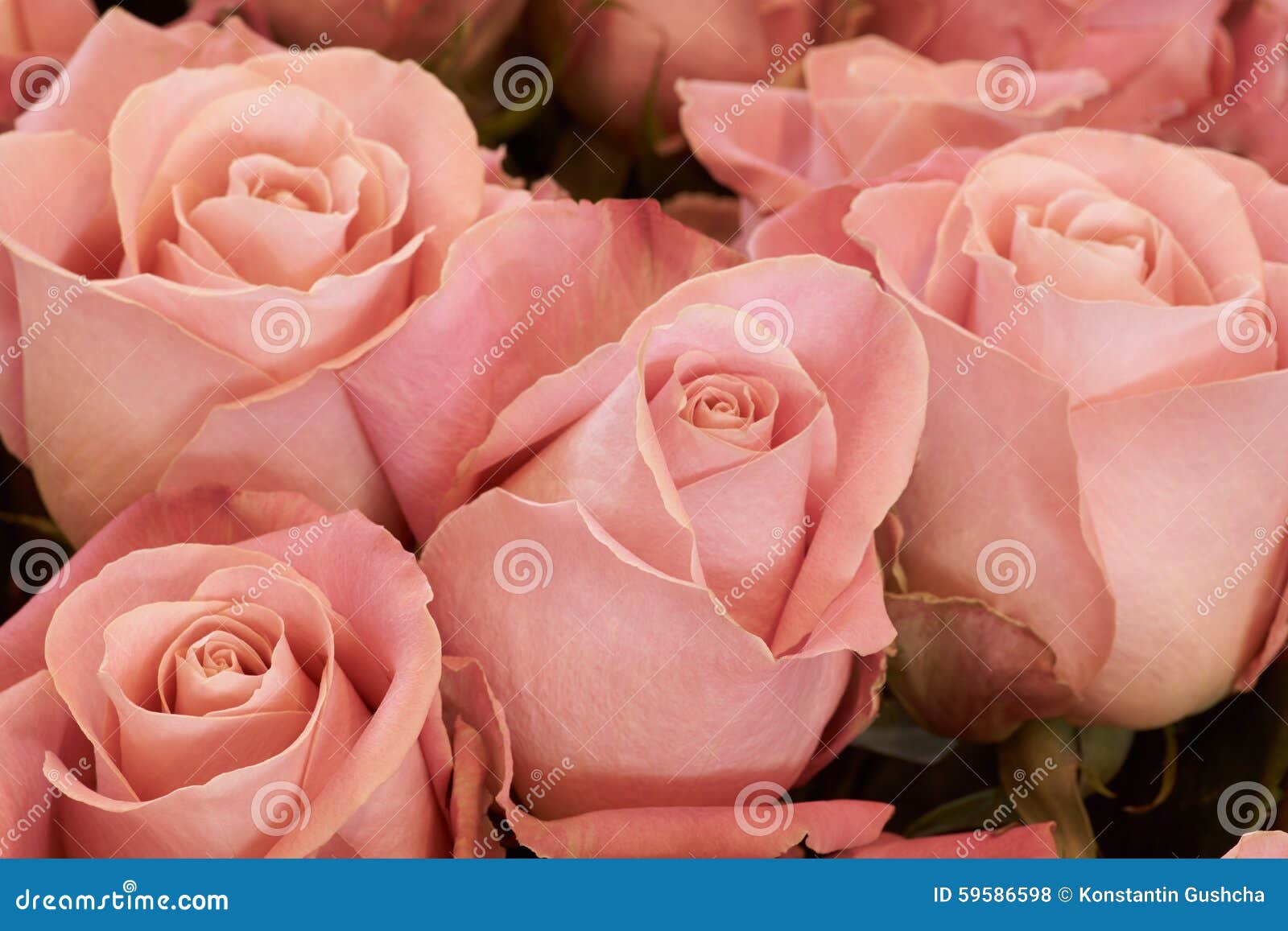 Several pink roses stock photo. Image of fresh, close - 59586598