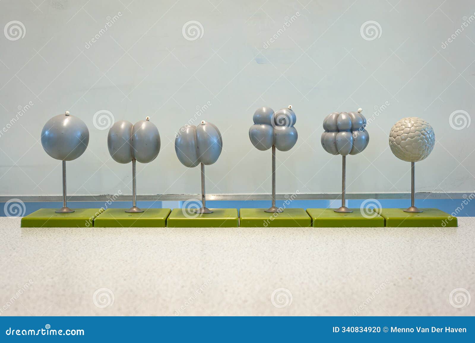 Several Plastic Models Showing the Initial Stage of Embryo Development ...