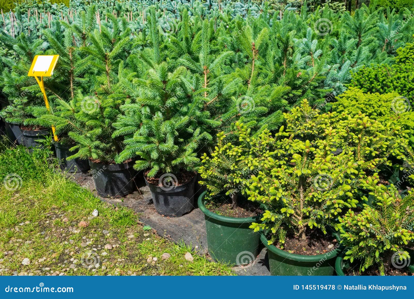 Several Plastic Pots of Small Pine and Fir Trees on Nursery Farm Stock ...