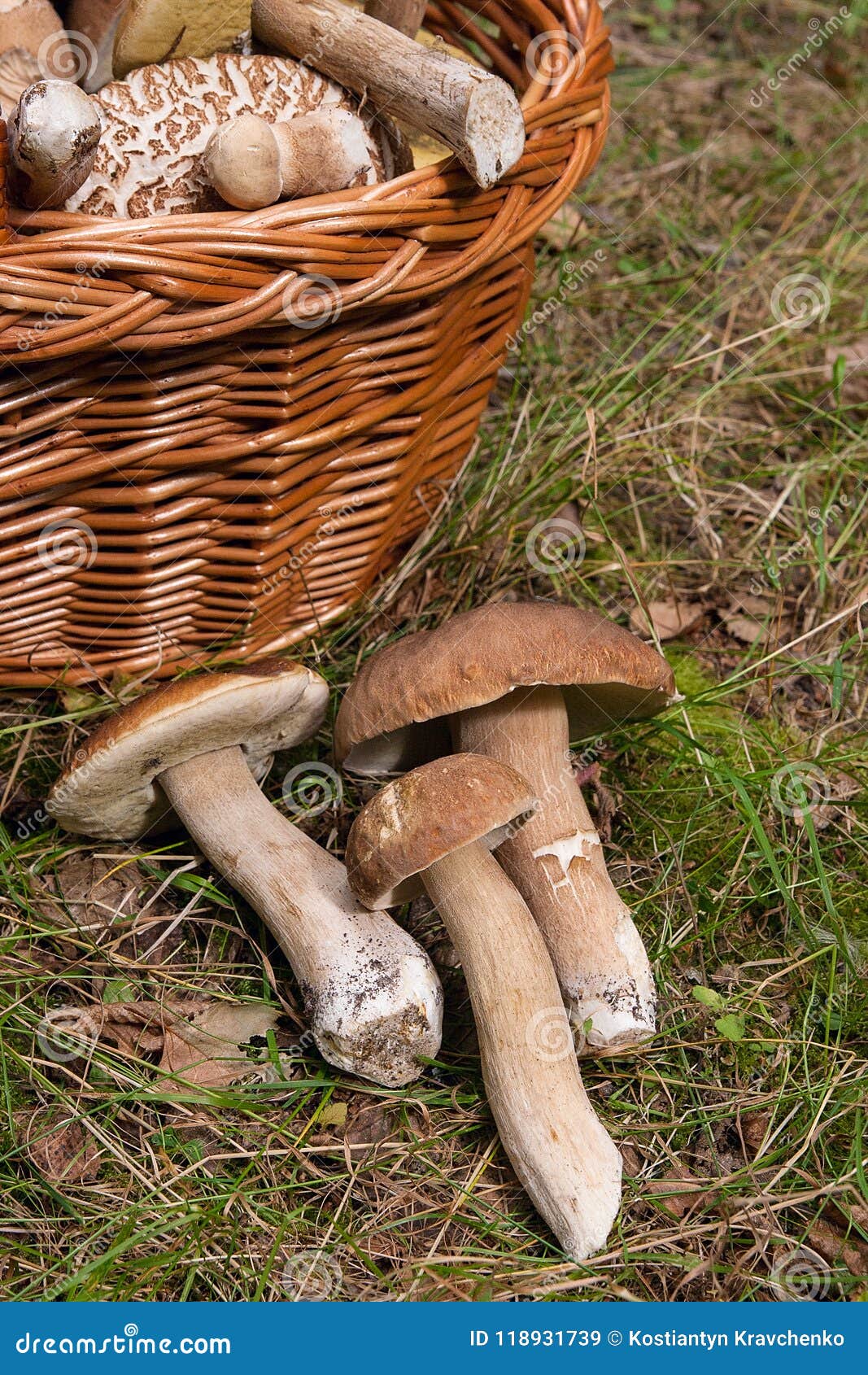 Several Porcini Mushrooms Boletus Edulis, Cep, Penny Bun, Porci Stock ... Several Porcini Mushrooms Boletus Edulis, Cep, Penny Bun, Porci Stock ...