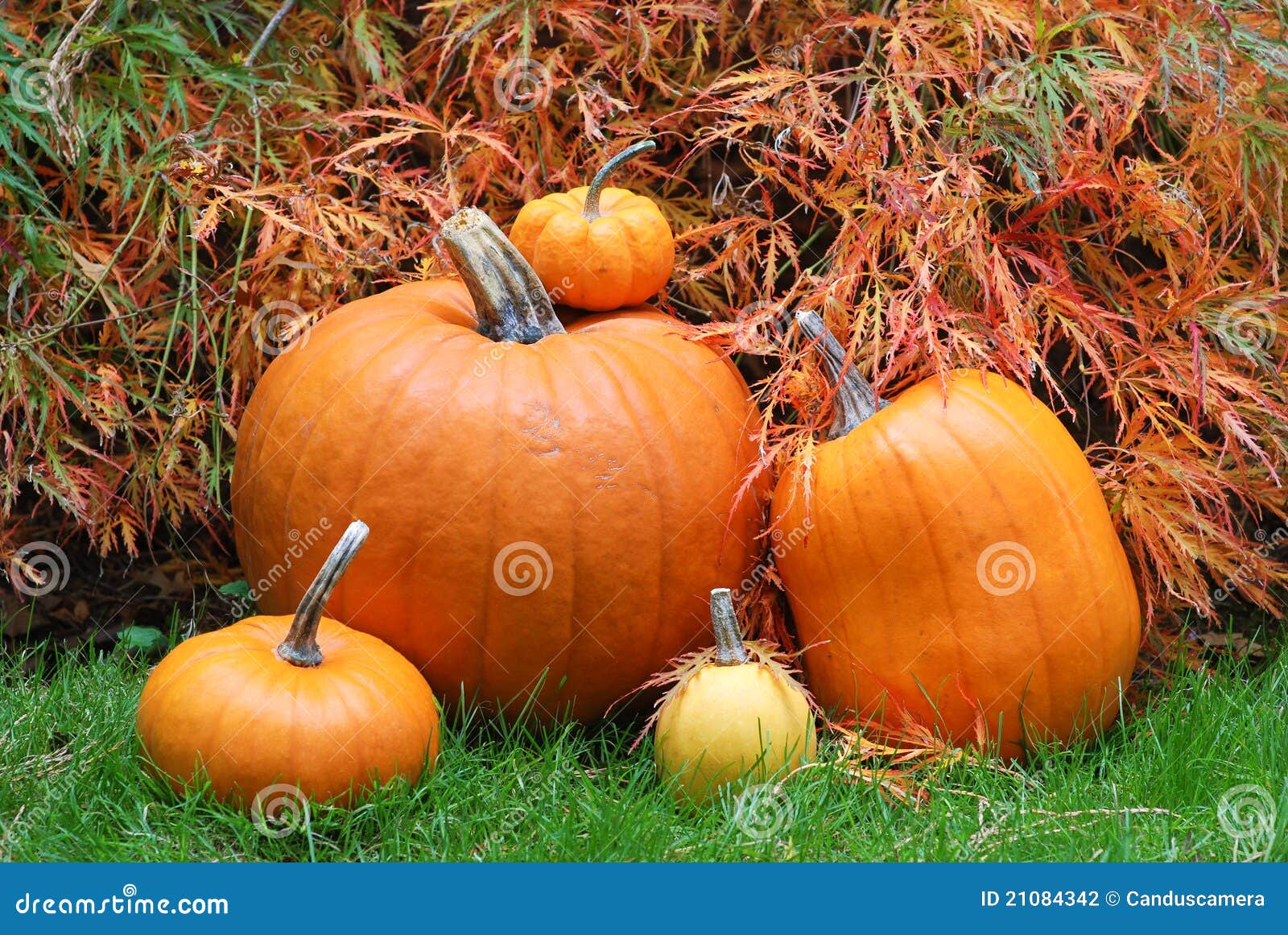 Several Pumpkins with Japanese Maple in a Garden Stock Photo - Image of ...