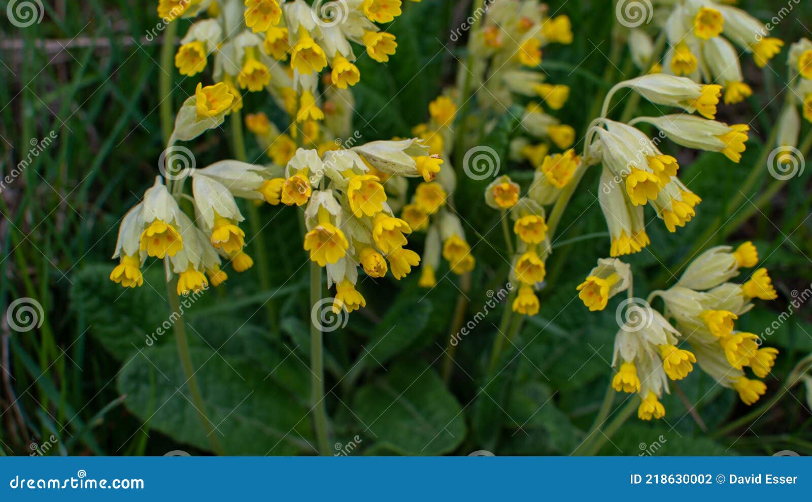 Several Real Cowslips Grow in a Meadow Stock Photo - Image of growth ...