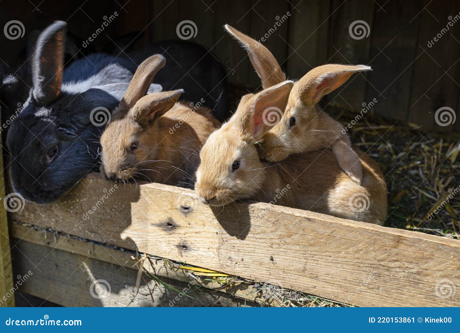 Several Red-haired Breeding Rabbits Standing In A Wooden Cage. Stock ...