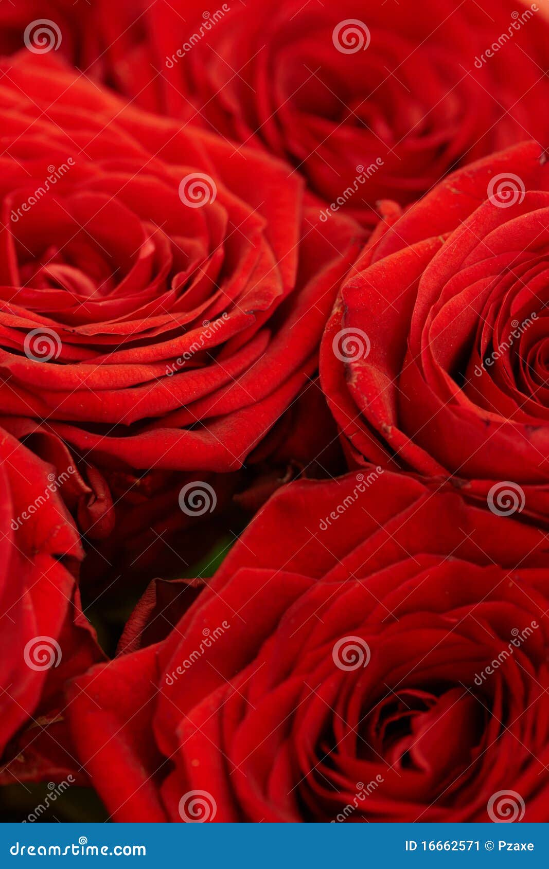 Several red roses stock image. Image of decorative, nature - 16662571