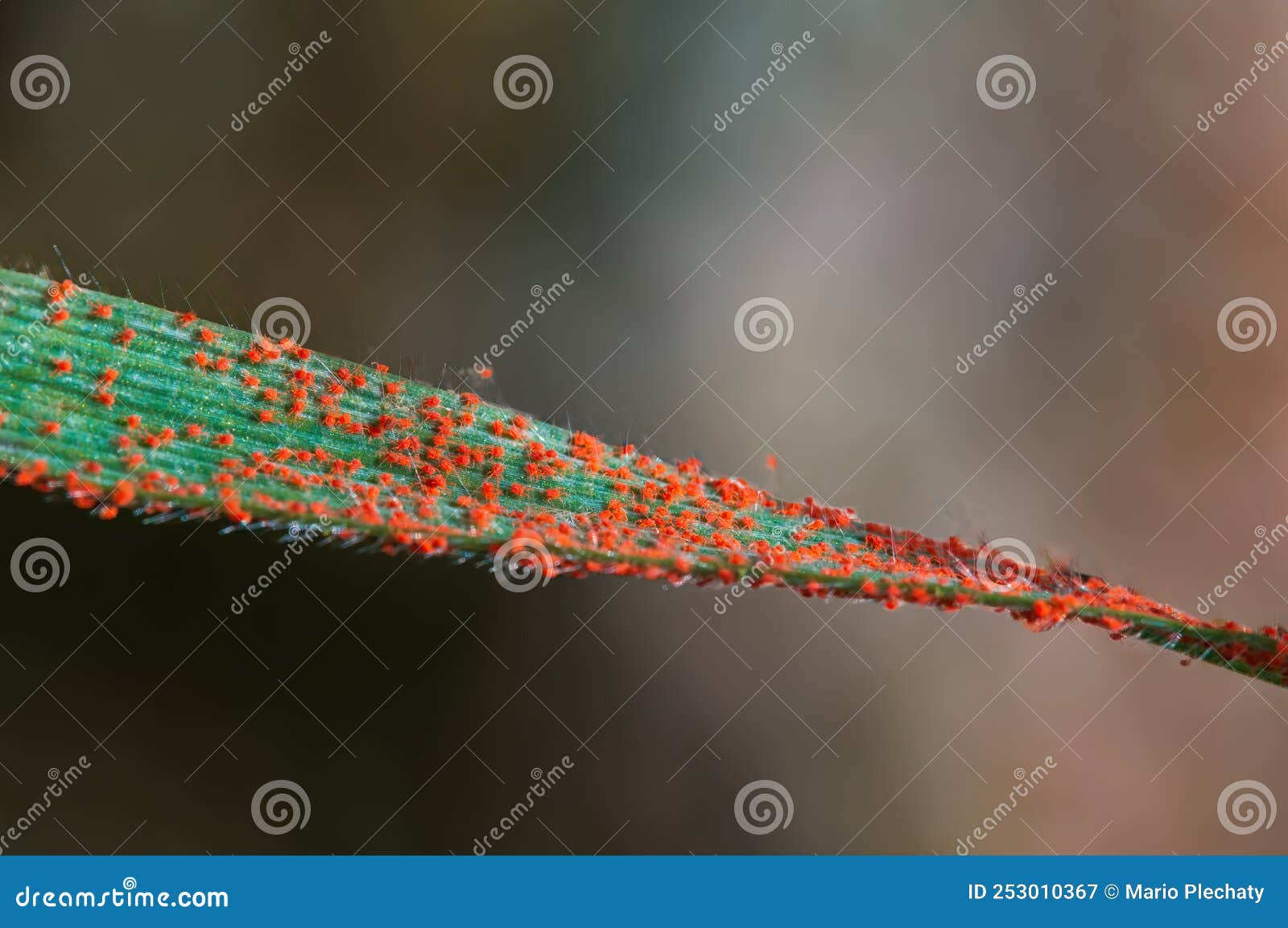 Several Red Spider Mites Sit in a Spider Web Stock Image - Image of ...