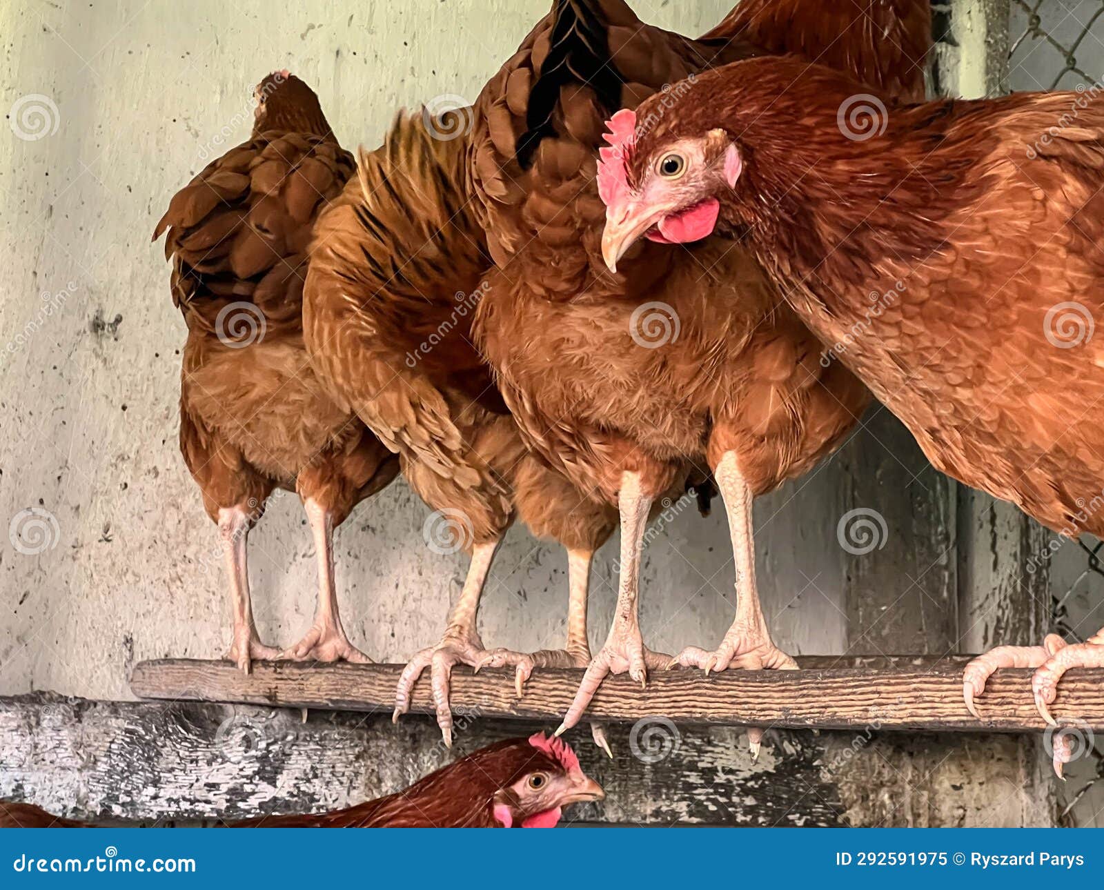 Several Red, Young Laying Hens on a Roost in the Hen House Stock Image ...