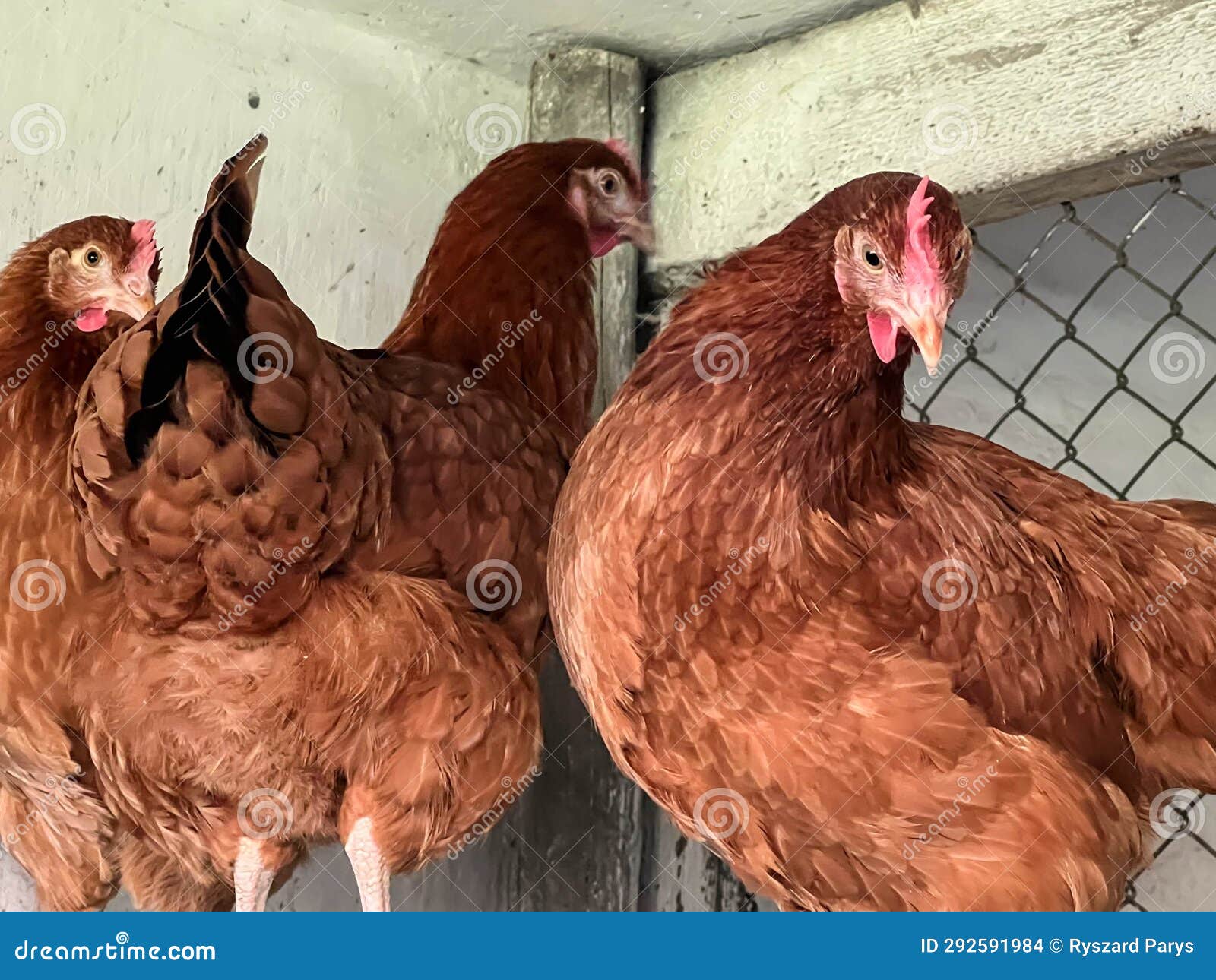Several Red, Young Laying Hens on a Roost in the Hen House Stock Photo ...