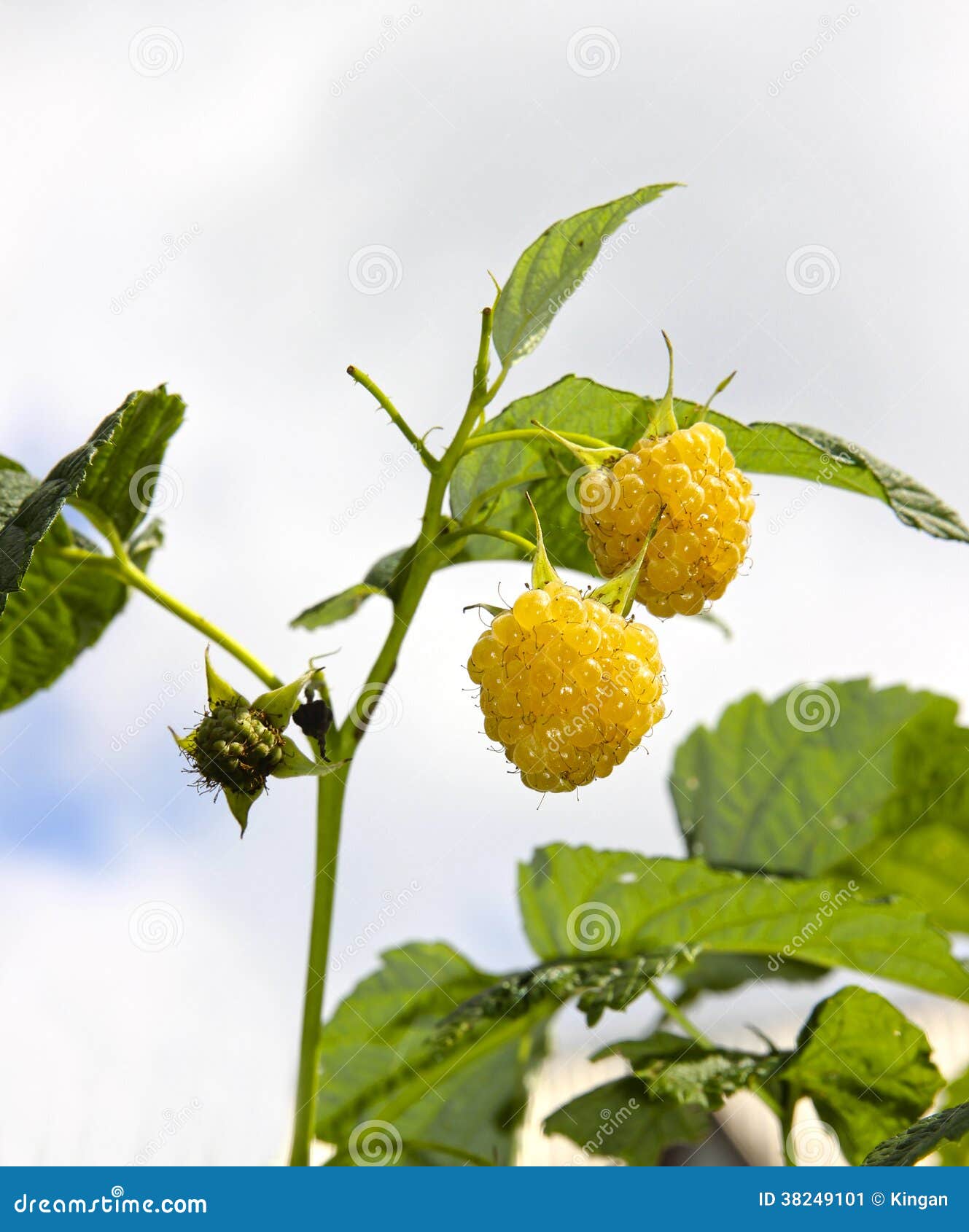 Several of Ripe Fruit Yellow Raspberry on a Branch Stock Image - Image ...