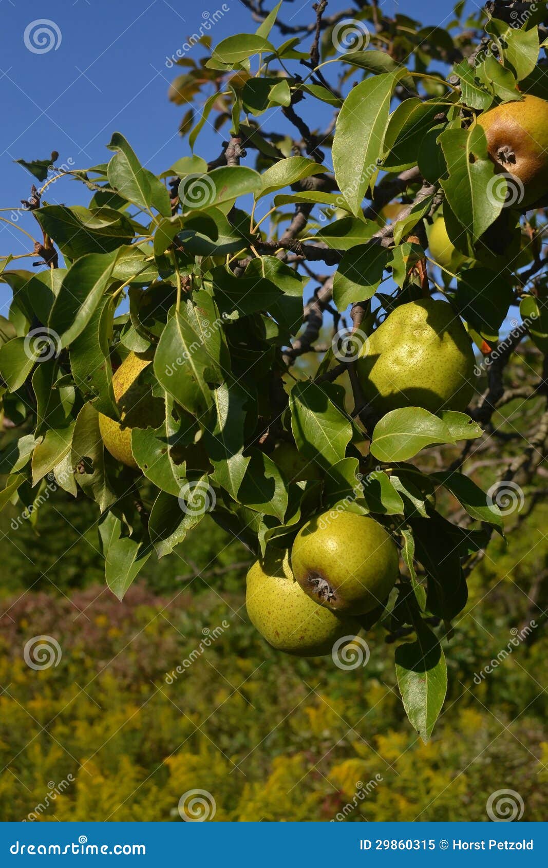 Pears on the tree. stock image. Image of field, bunch - 29860315