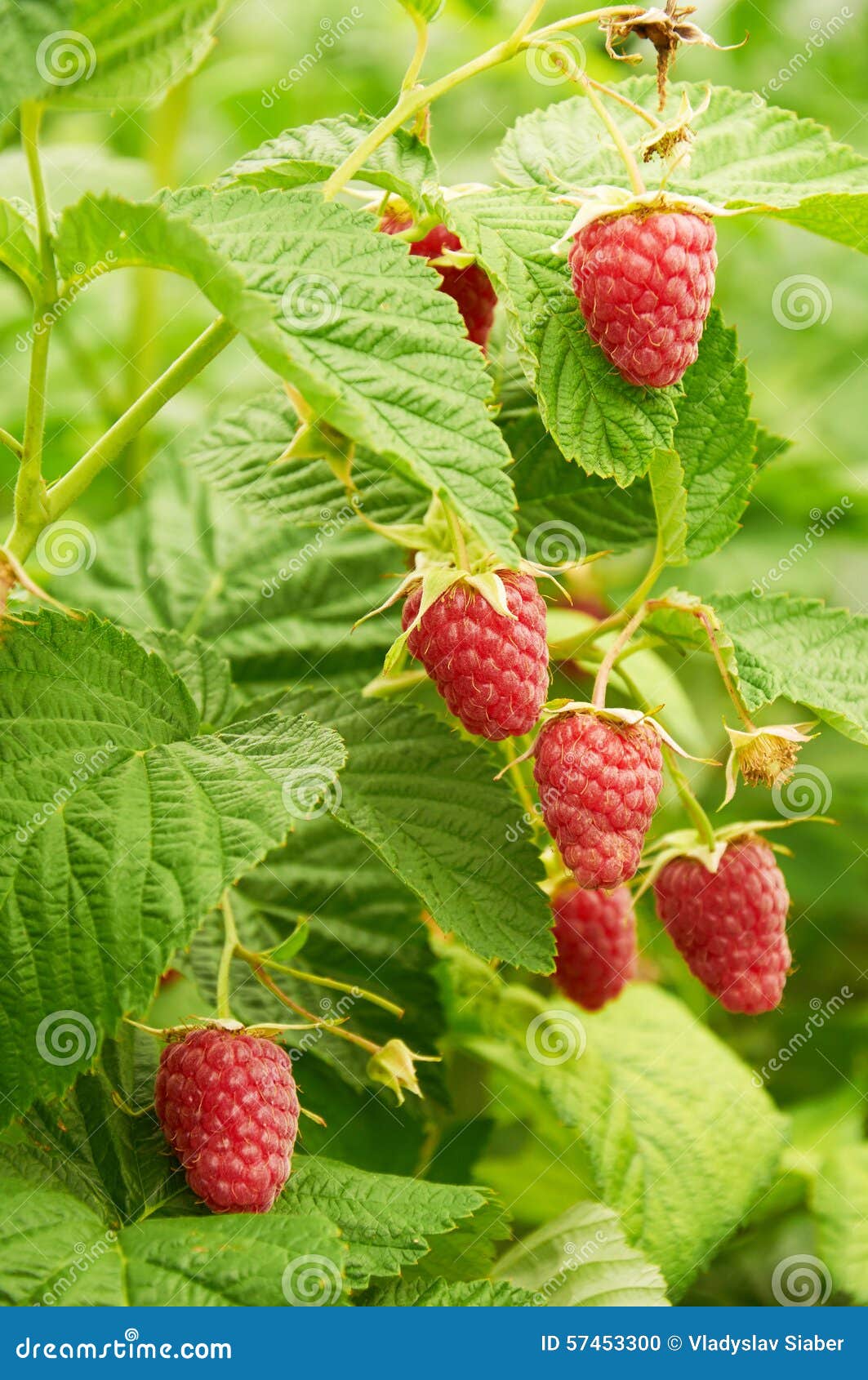 Several Ripe Red Raspberries Growing Stock Photo - Image of raspberries ...