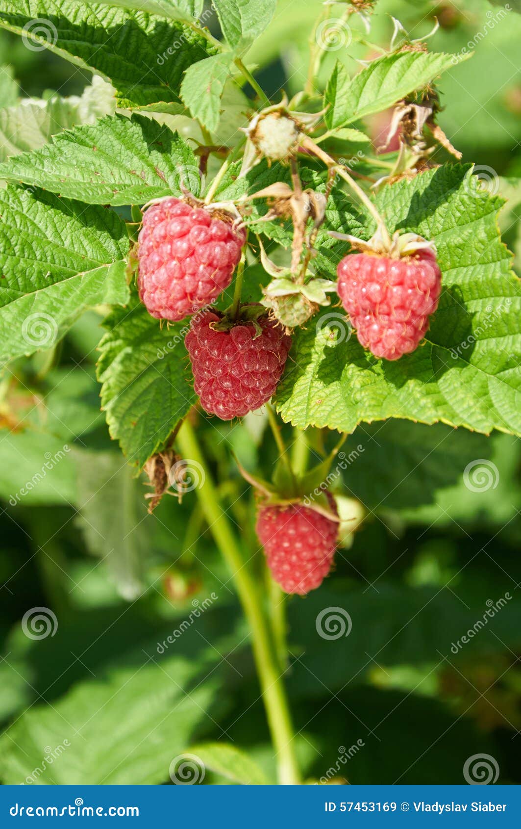 Several Ripe Red Raspberries Growing on the Bush Stock Image - Image of ...