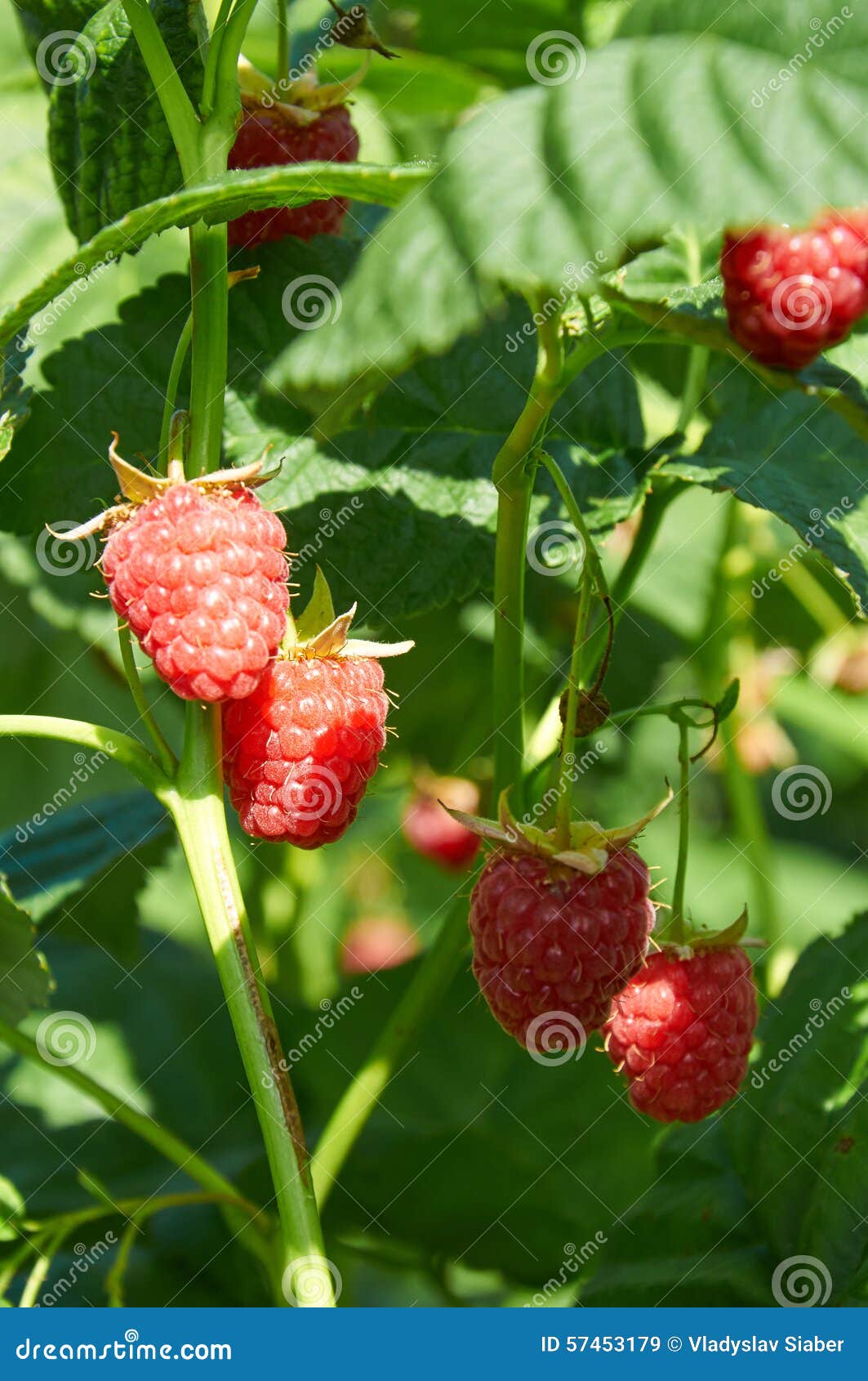 Several Ripe Red Raspberries Growing on the Bush Stock Image - Image of ...
