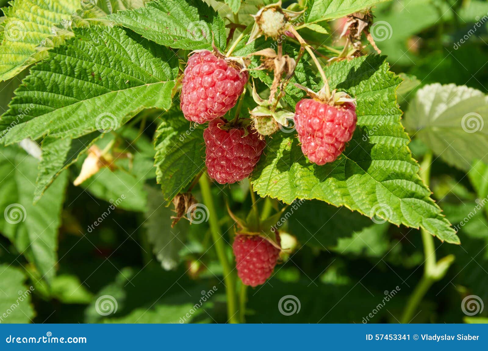 Several Ripe Red Raspberries Growing on the Bush Stock Image - Image of ...
