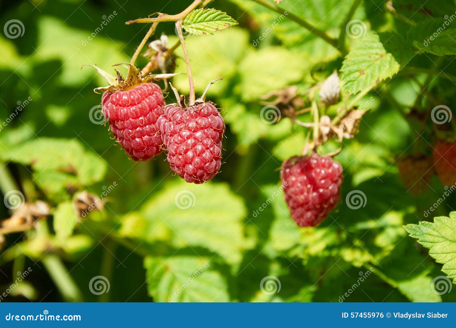 Several Ripe Red Raspberries Growing on the Bush Stock Photo - Image of ...