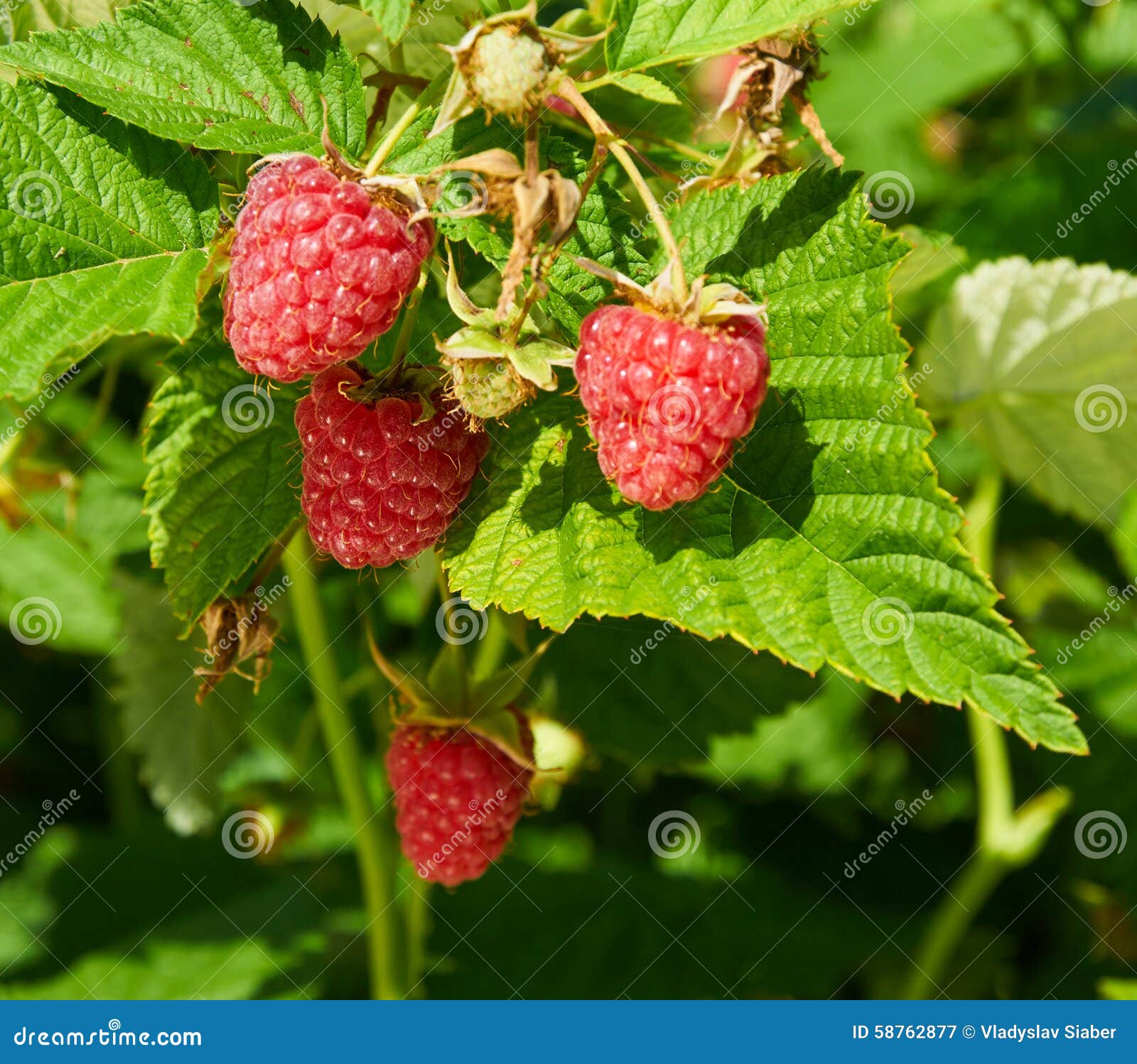 Several Ripe Red Raspberries Growing On The Bush Stock Image Image Of
