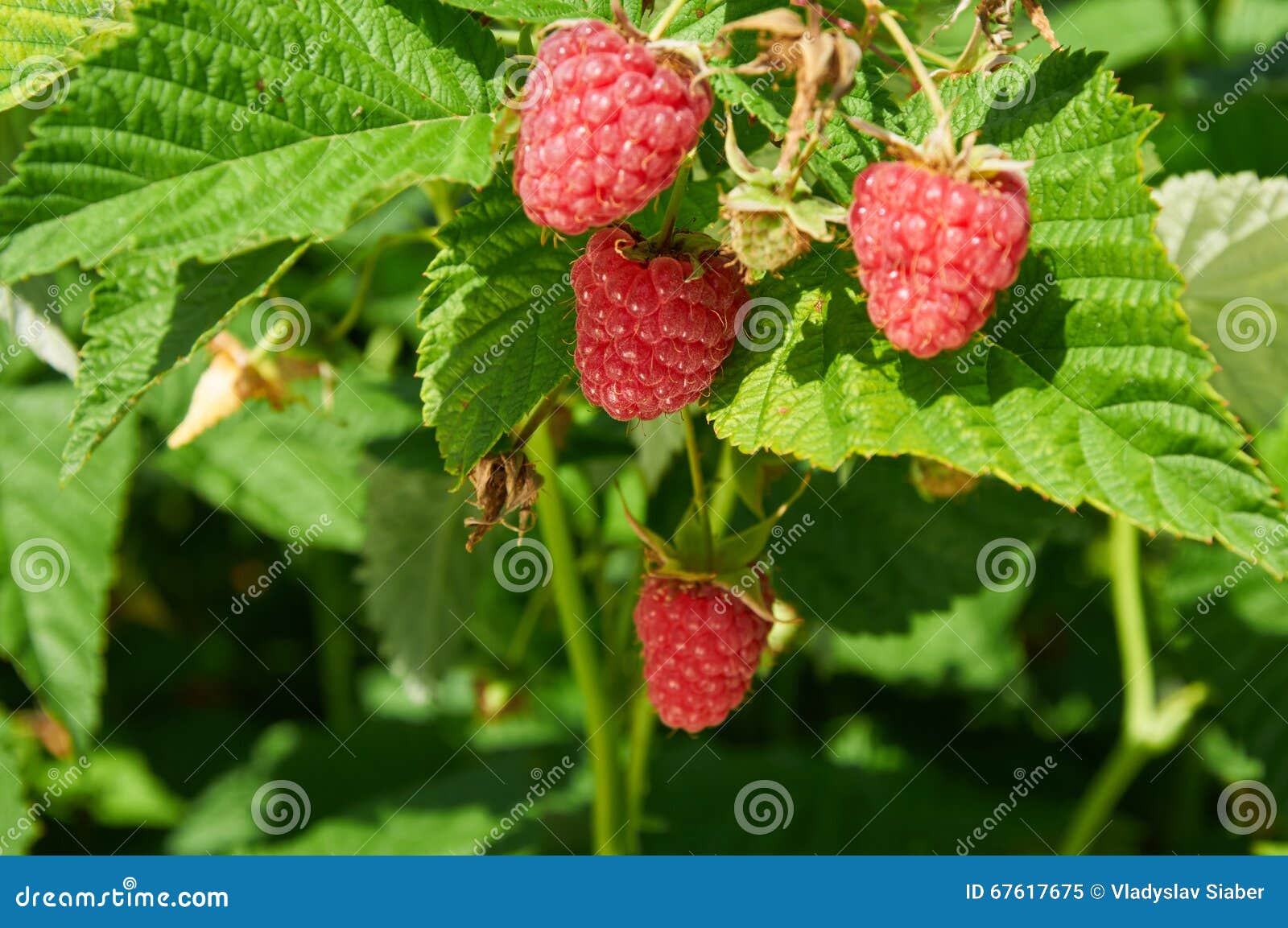 Several Ripe Red Raspberries Growing on the Bush Stock Image - Image of ...