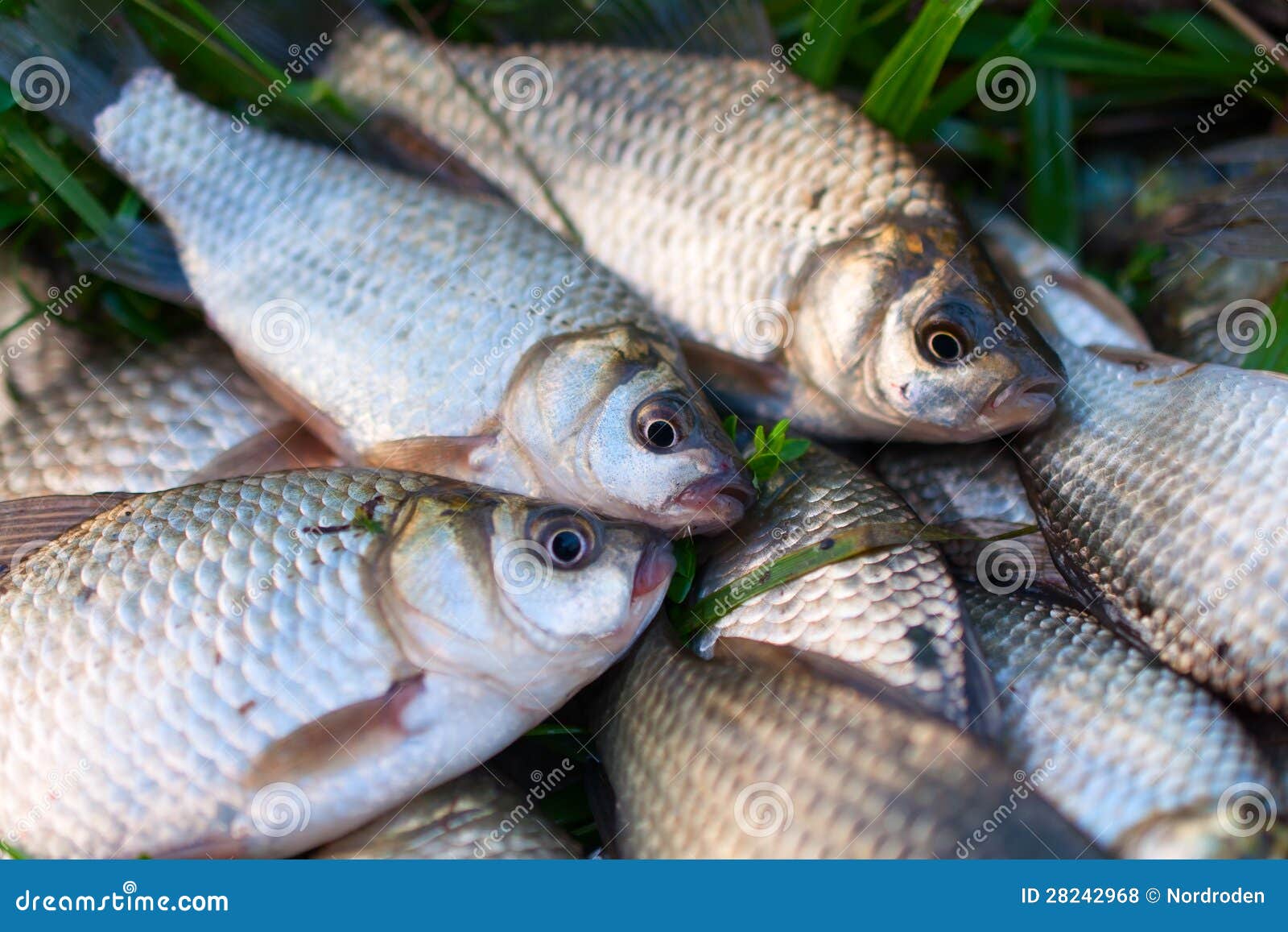 Several River Carp on the Green Grass Stock Photo - Image of river ...