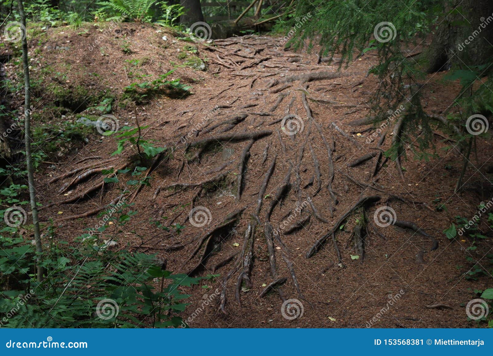 Several Roots in a Walking Trail Stock Image - Image of organic, sipoo ...