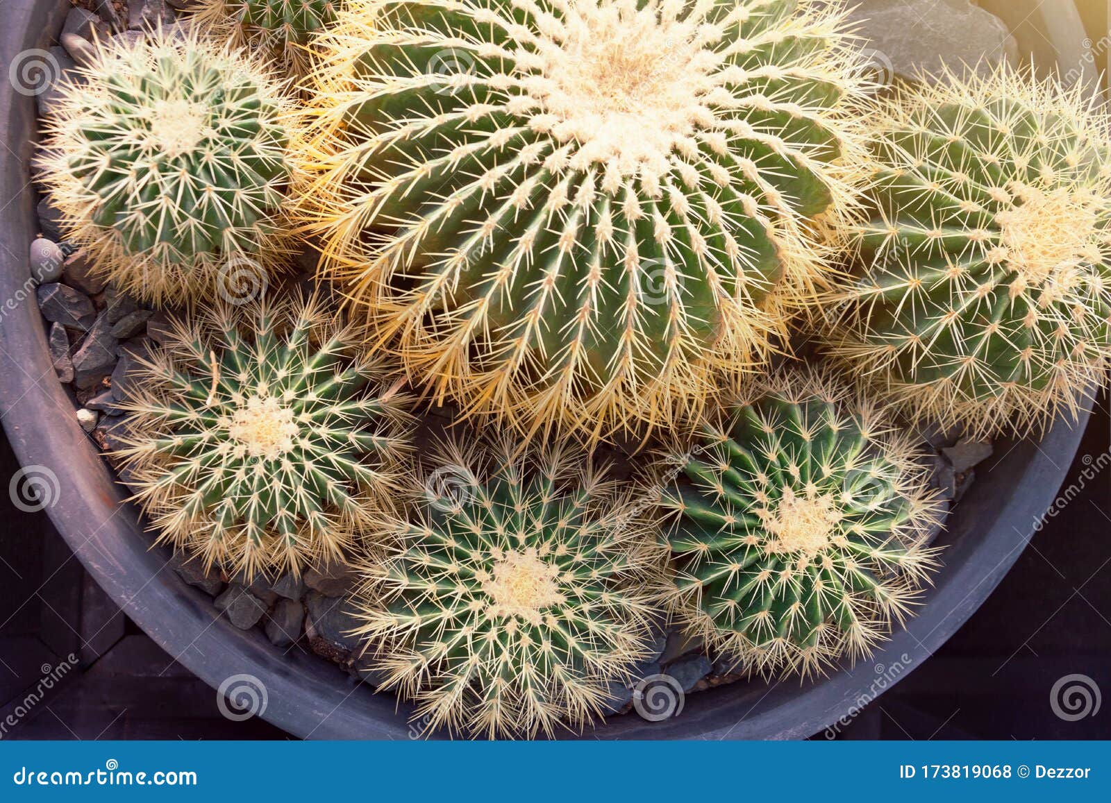 Several Round Large Cacti in a Pot, Top View Stock Photo - Image of ...