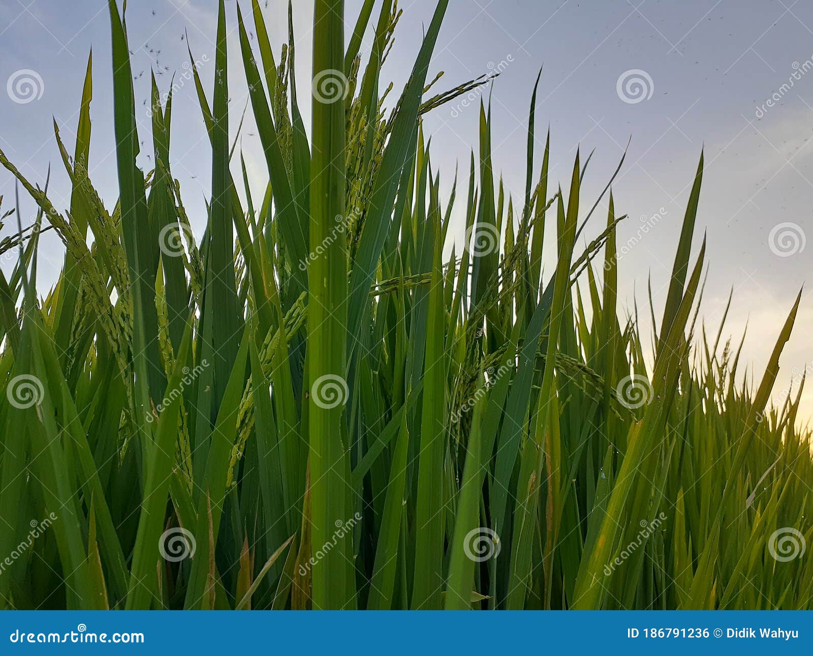 Several Rows of Rice Plants Ready for Harvest Stock Photo - Image of ...
