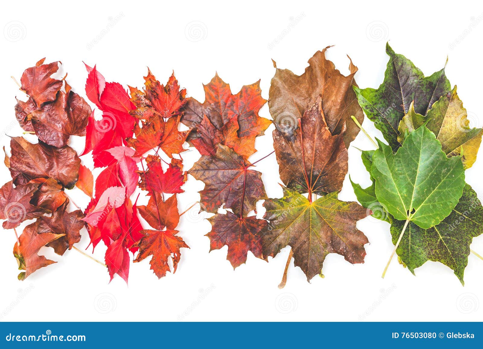 Several Rows of Trees Fallen Leaves on White Background Stock Photo ...