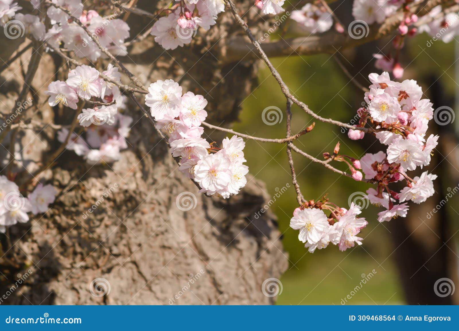 Several Sakura Flowers on a Background of Tree Bark Stock Photo - Image ...