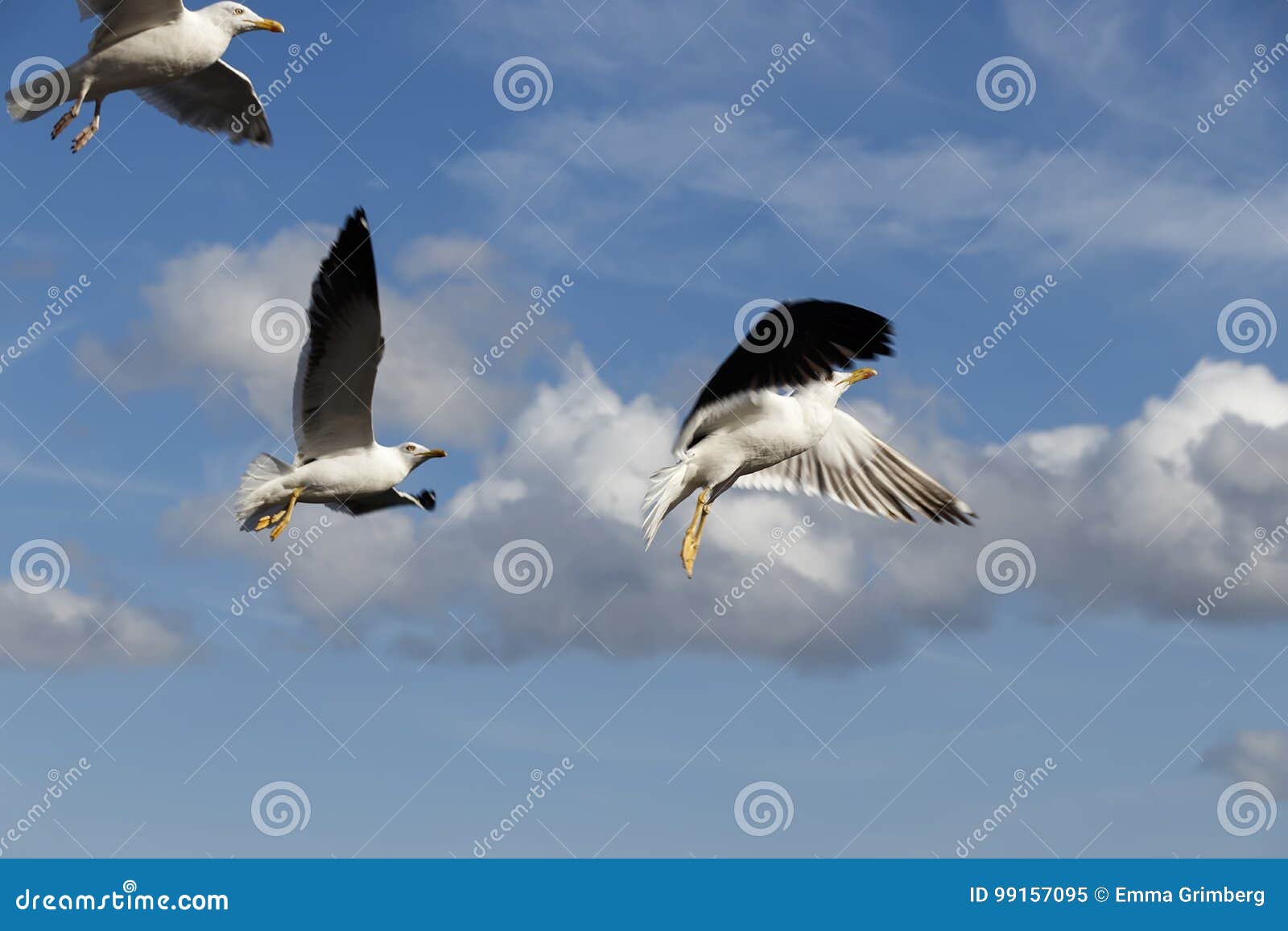 Several Sea Gulls in Flight Stock Image - Image of waterfowl, outdoor ...
