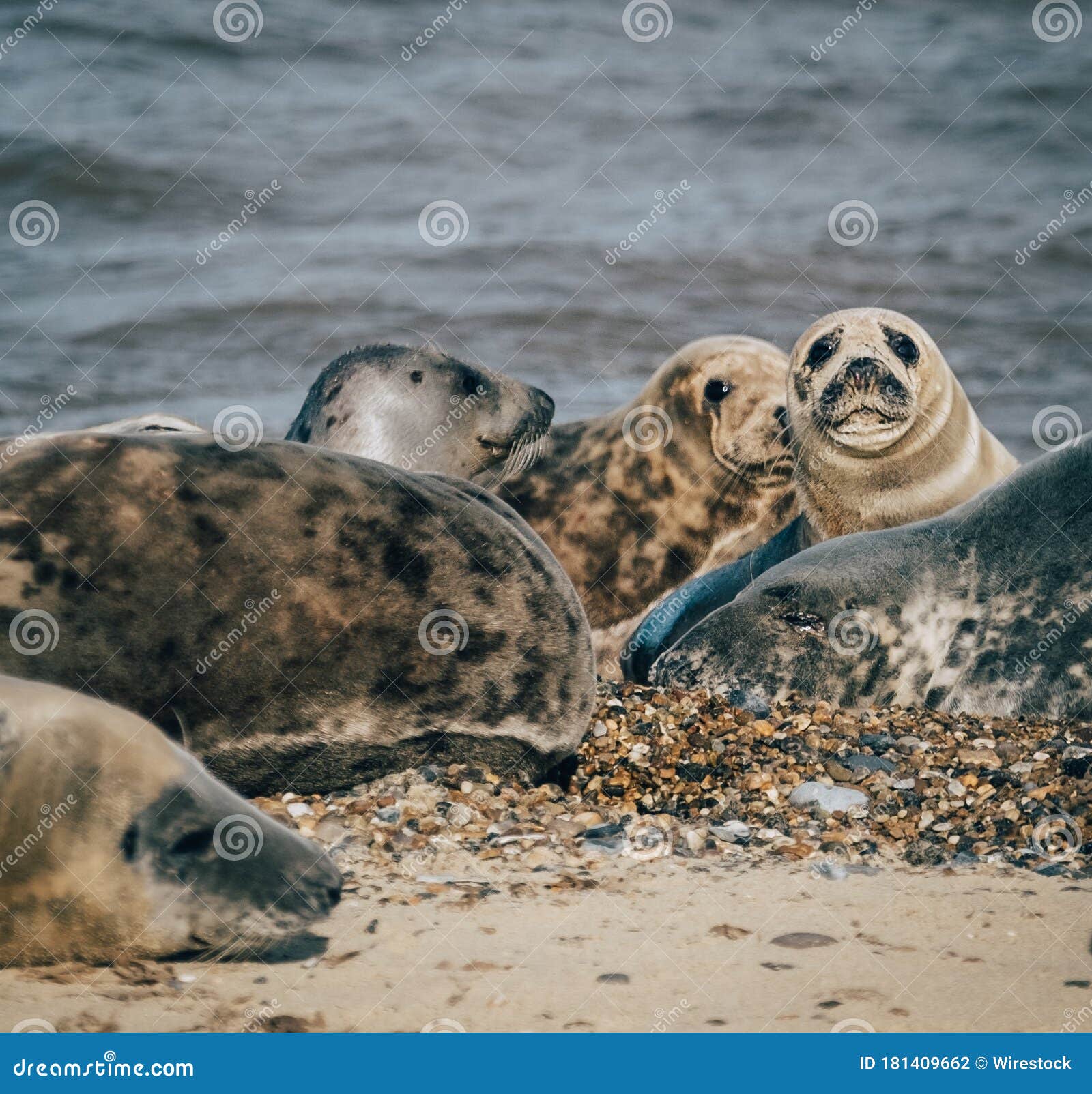 Seals Around Each Other on the Beach Stock Photo - Image of wildlife ...
