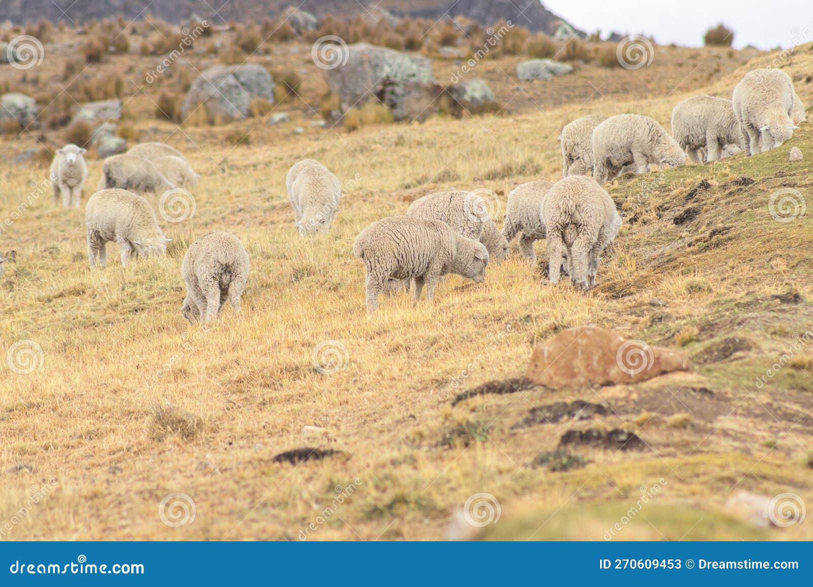 Several Sheep Eating Grass on a Hill High in the Peruvian Highlands at ...