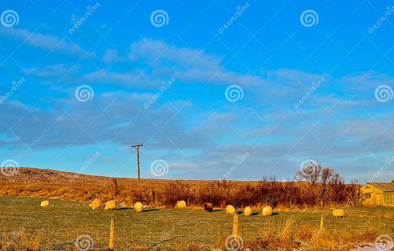 Several Sheep Grazing on a Farm at Sunset Stock Photo - Image of sunset ...