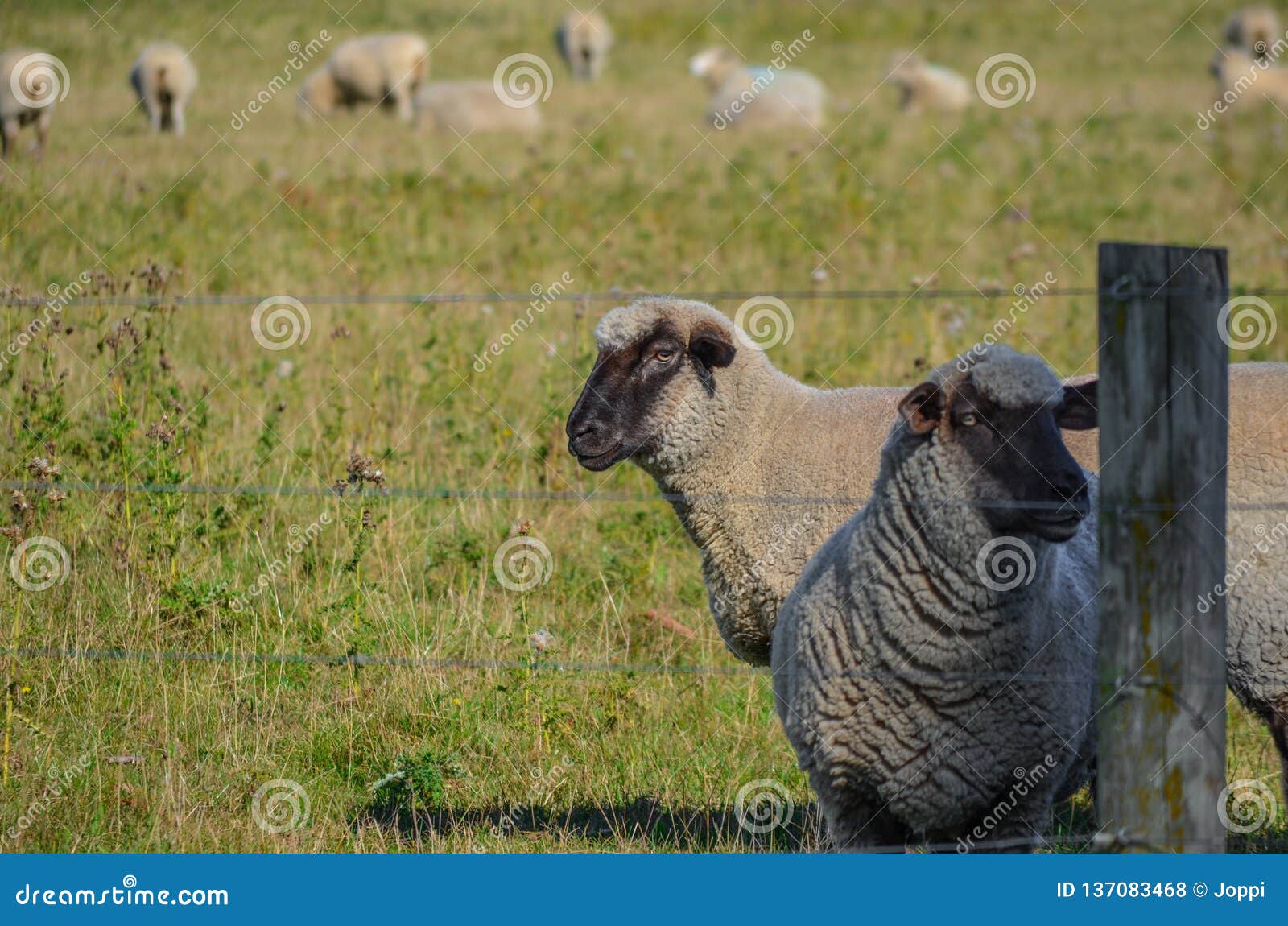 Several Sheep on Green Field Looking To Camera of Photographer Stock ...
