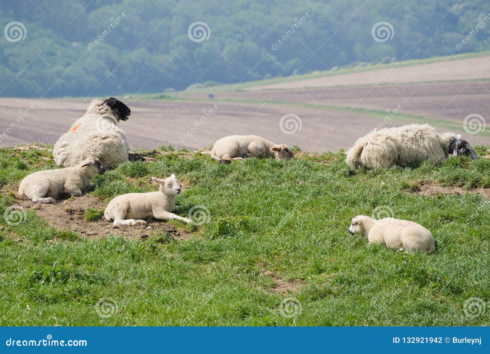 Several Sheep Resting in a Sunny Spot Stock Photo - Image of aries ...