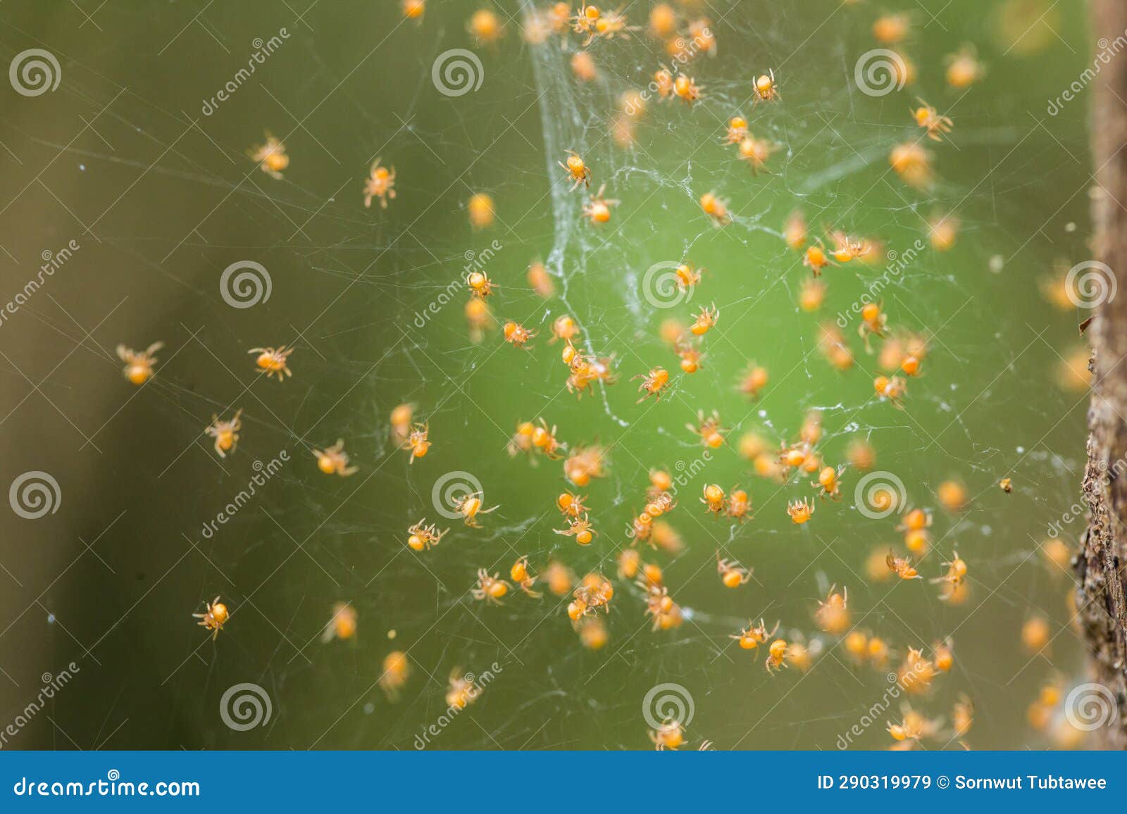 Several Small Baby Spiders Gathered Together in the Mother Spider S Web ...